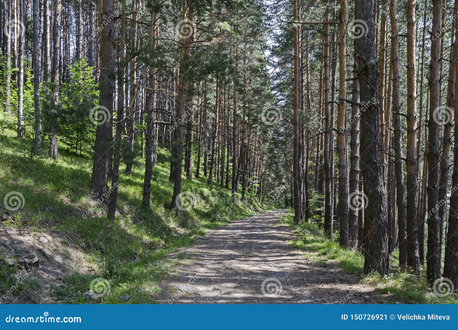 Summer Sunlit Forest Pine-trees with Ecological Path, Vitosha Mountain ...