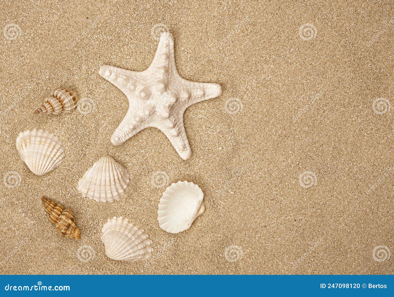 Summer Sunny Beach. Close Up of Seashells on the Sand Stock Photo ...