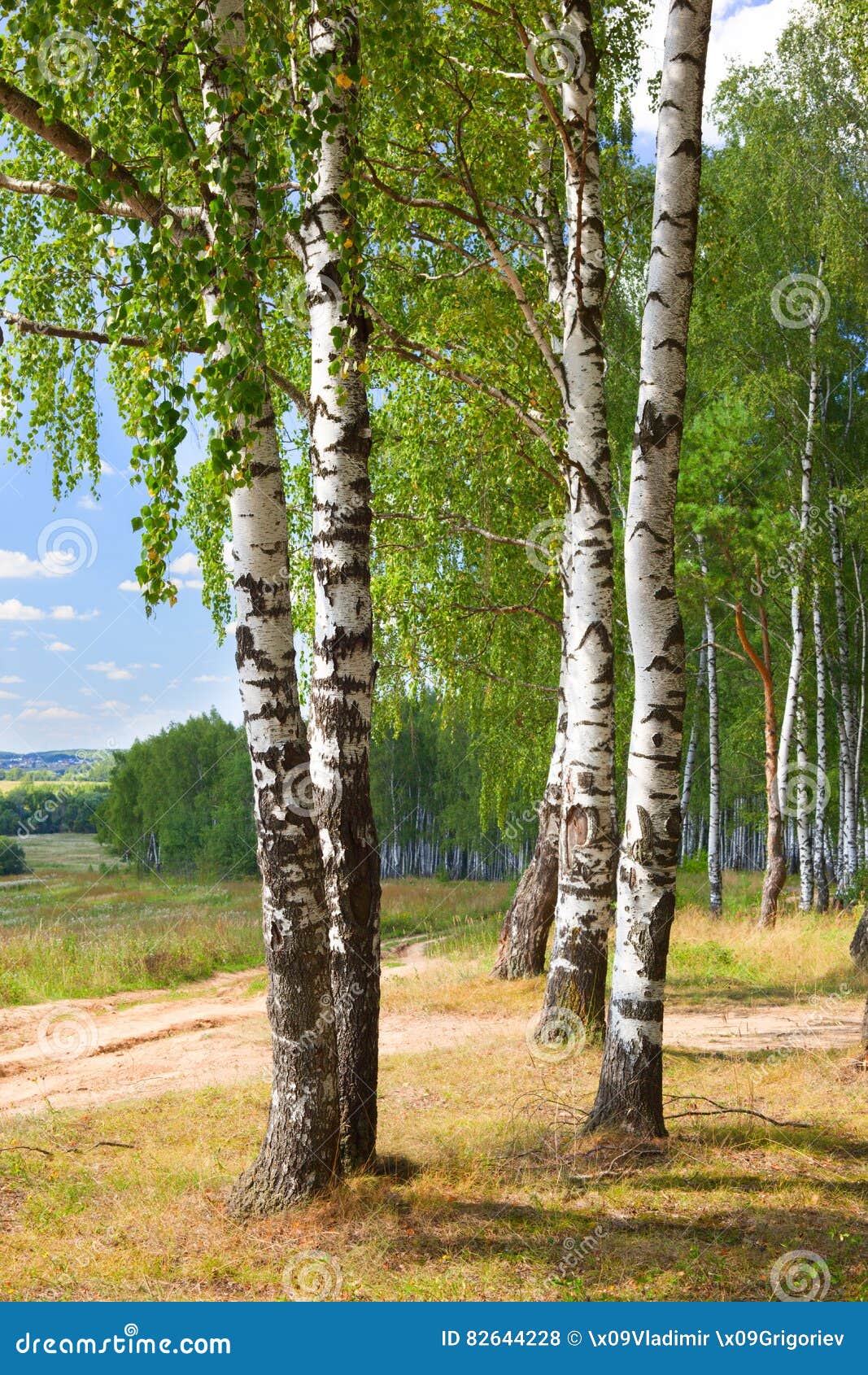 Summer in Sunny Birch Forest Stock Photo - Image of landscape, outdoors ...