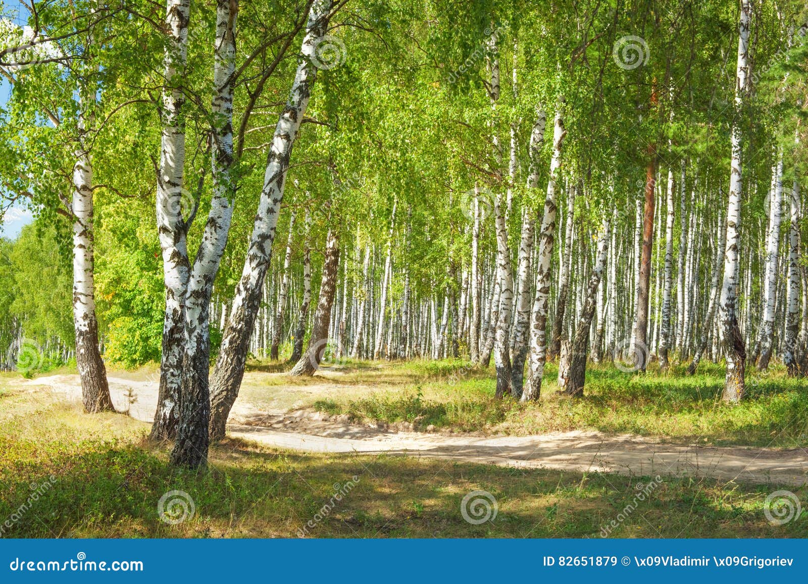Summer in Sunny Birch Forest Stock Image - Image of countries ...