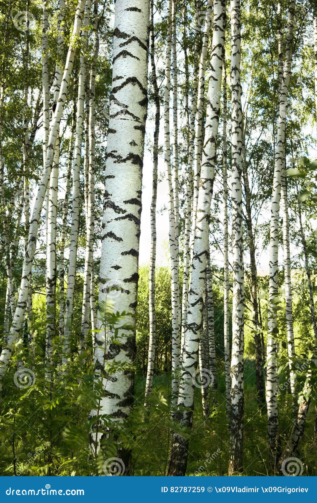 Summer in Sunny Birch Forest Stock Image - Image of abstract, harmony ...