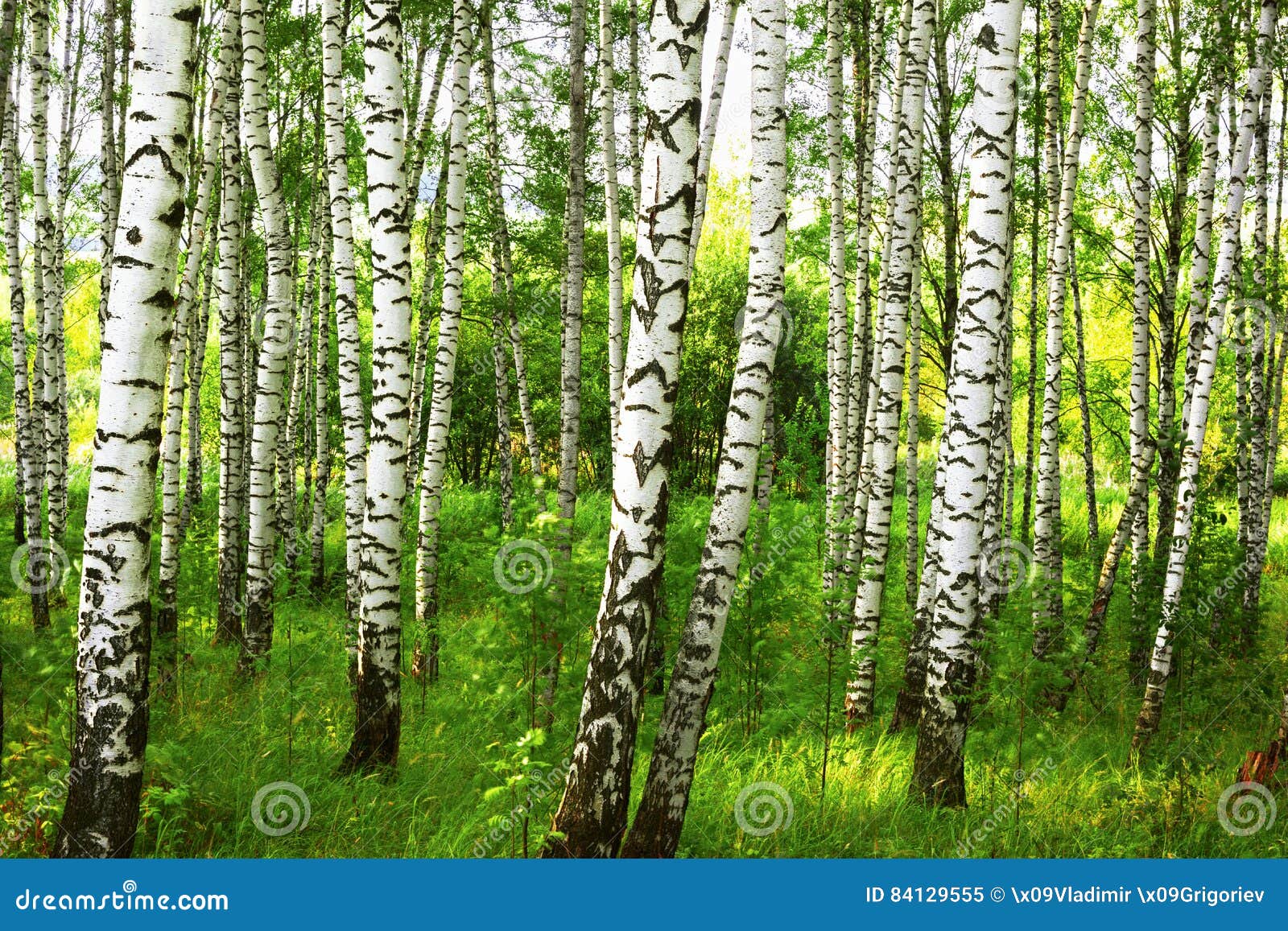 Summer in Sunny Birch Forest Stock Image - Image of freshness, nature ...