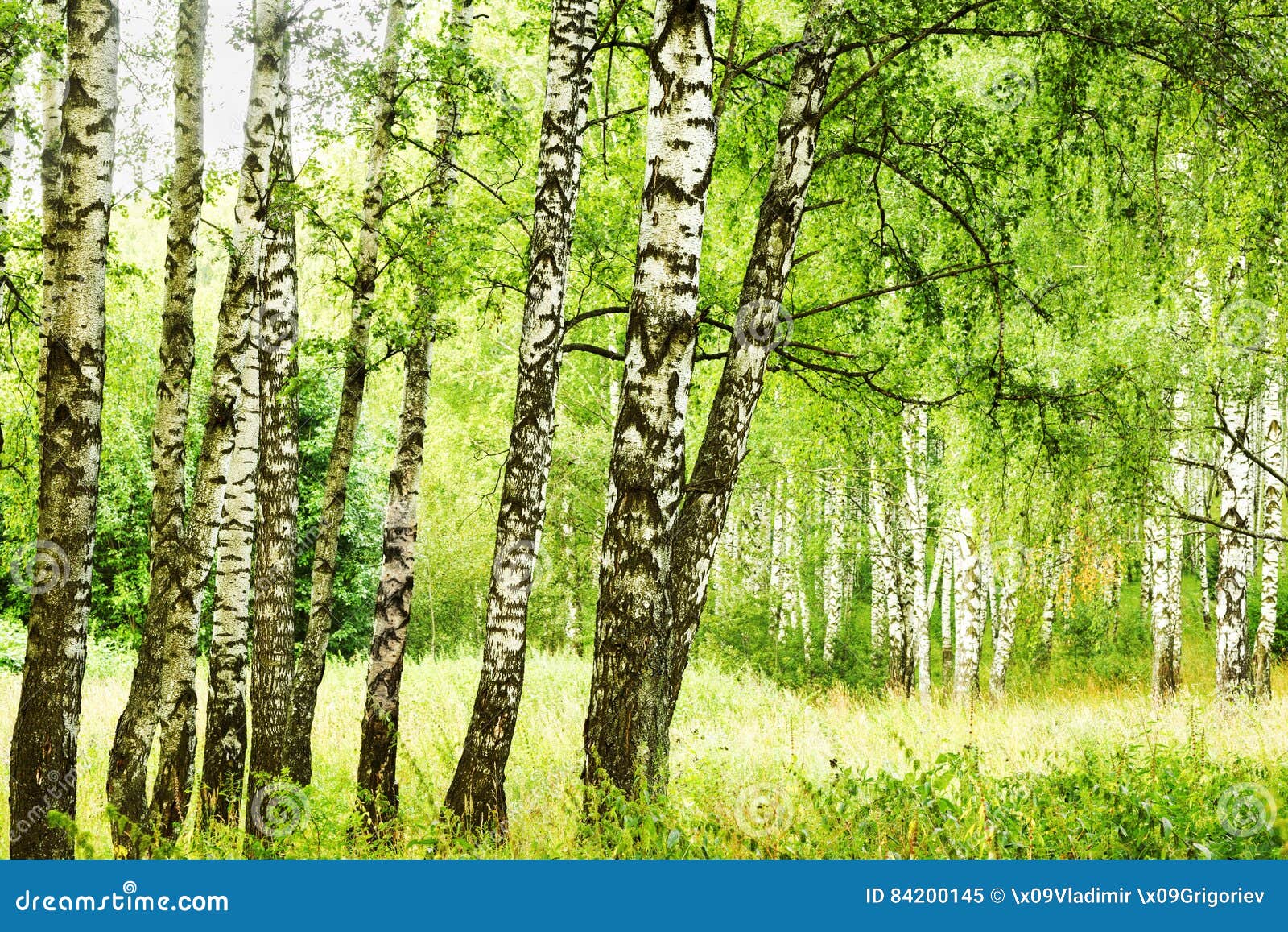 Summer in Sunny Birch Forest Stock Image - Image of countries, nordic ...