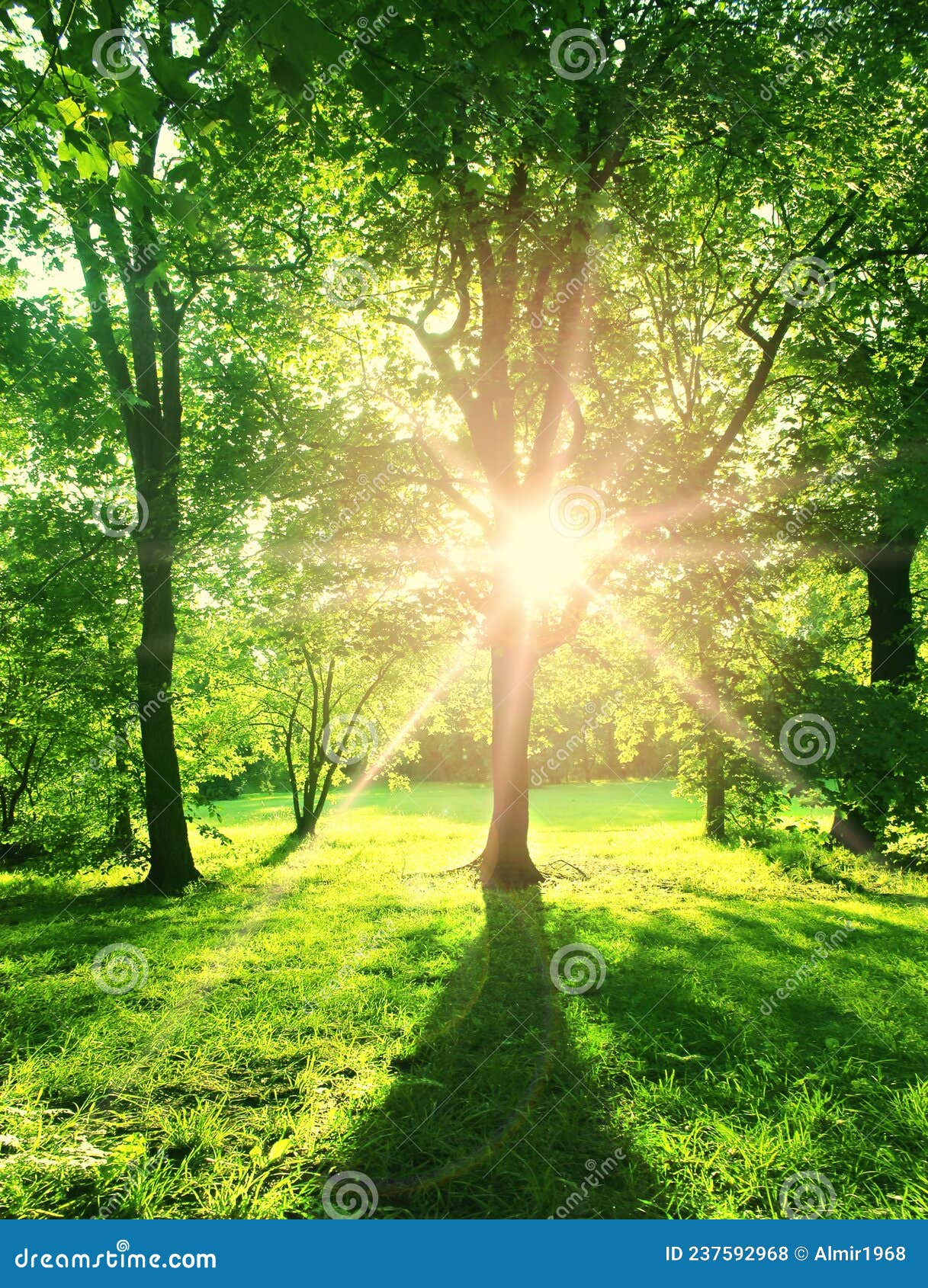 Summer Sunny Forest Trees stock photo. Image of forest - 237592968