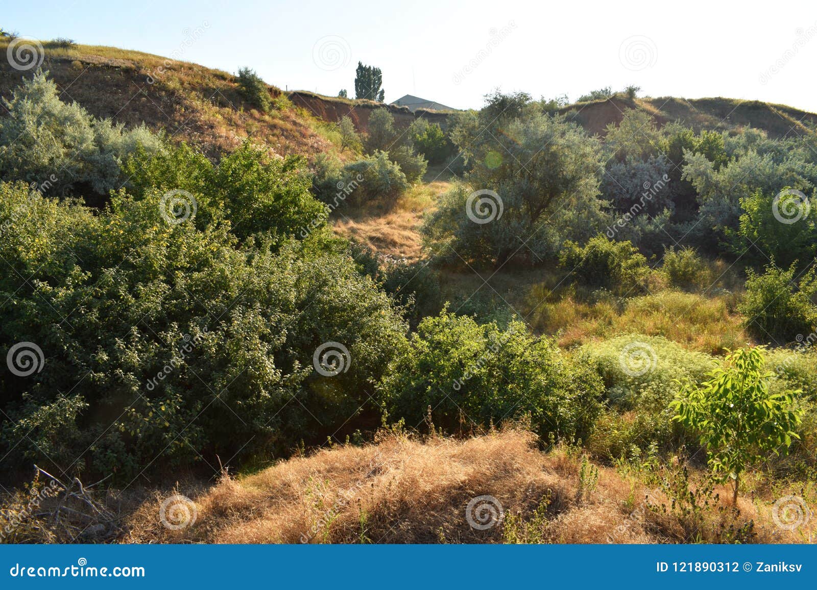 Trees on a hill stock photo. Image of trees, grass, blue - 121890312