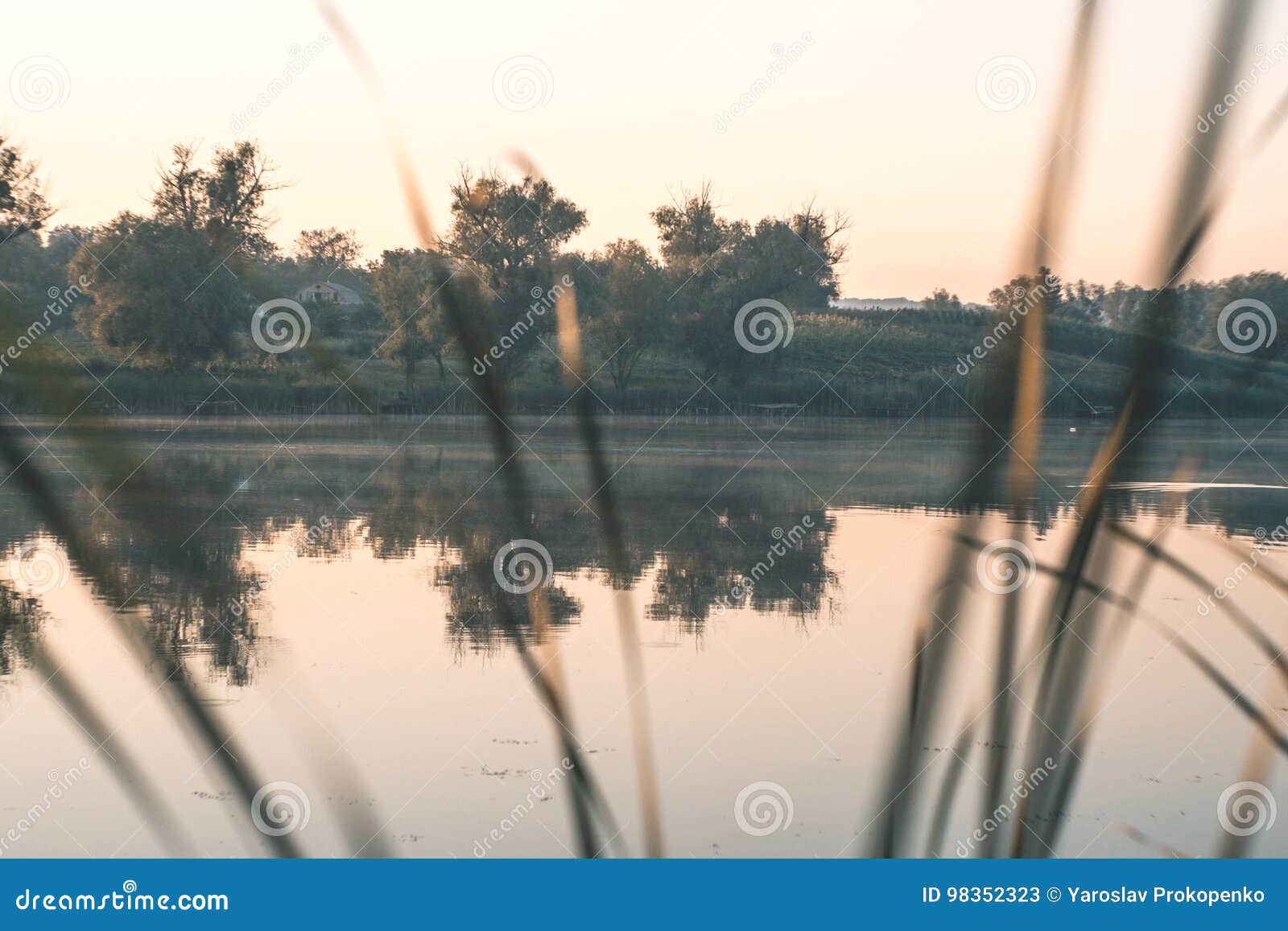 Summer Sunny Morning on a Pond in the Village. Stock Image - Image of ...