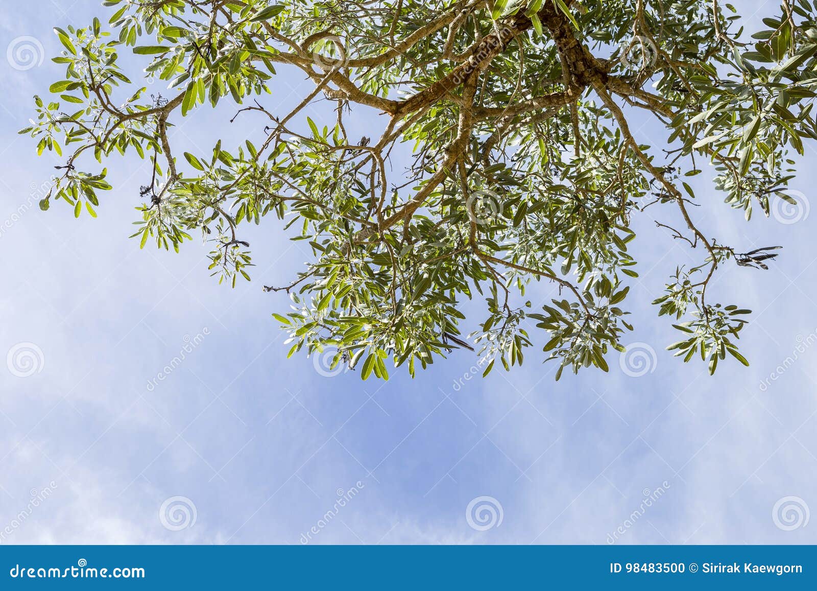 Summer Sunny Sky with Green Tree, Nature Concept Stock Photo - Image of ...