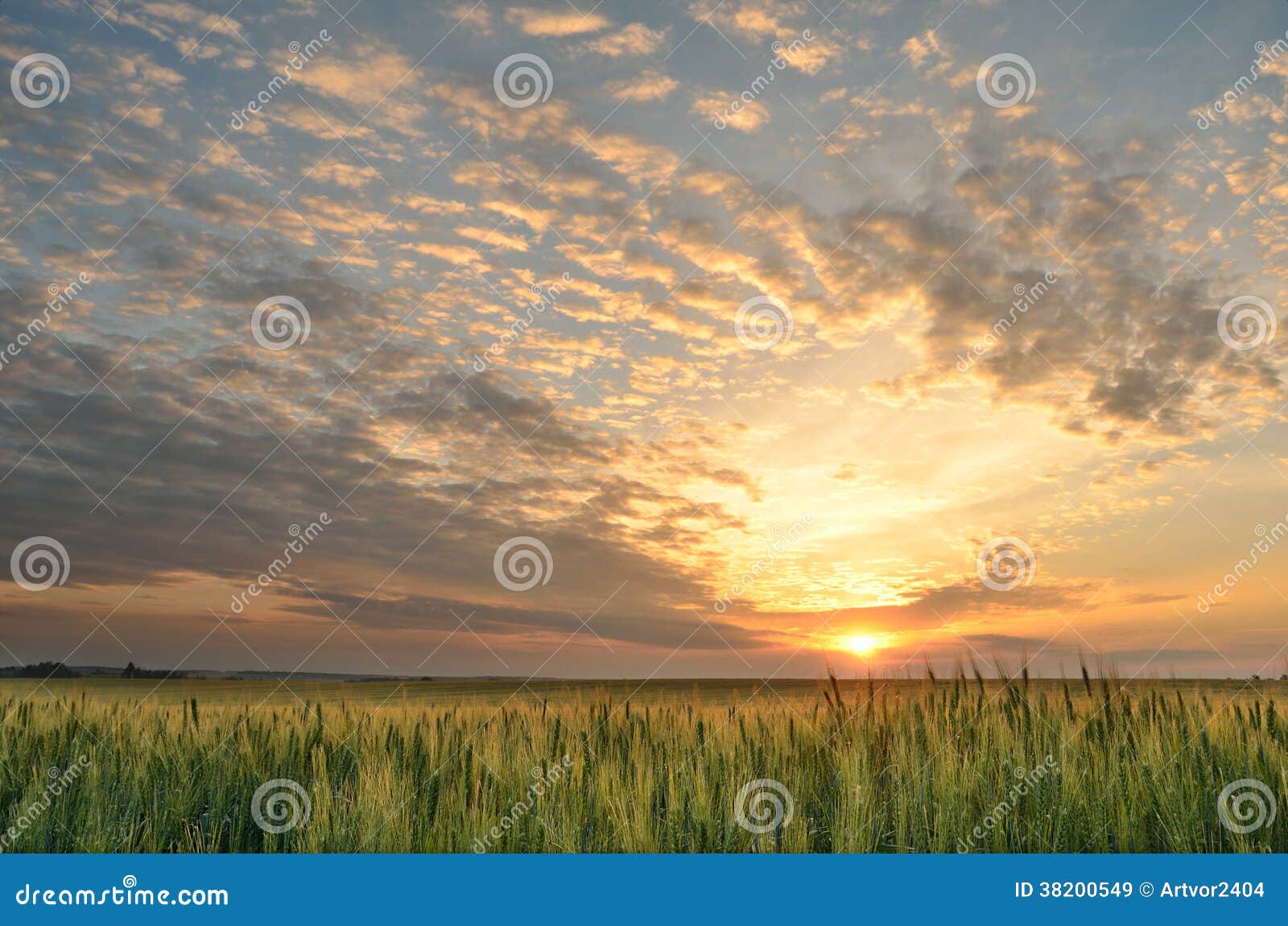 Summer Sunrise Over a Field Stock Image - Image of horizon, green: 38200549
