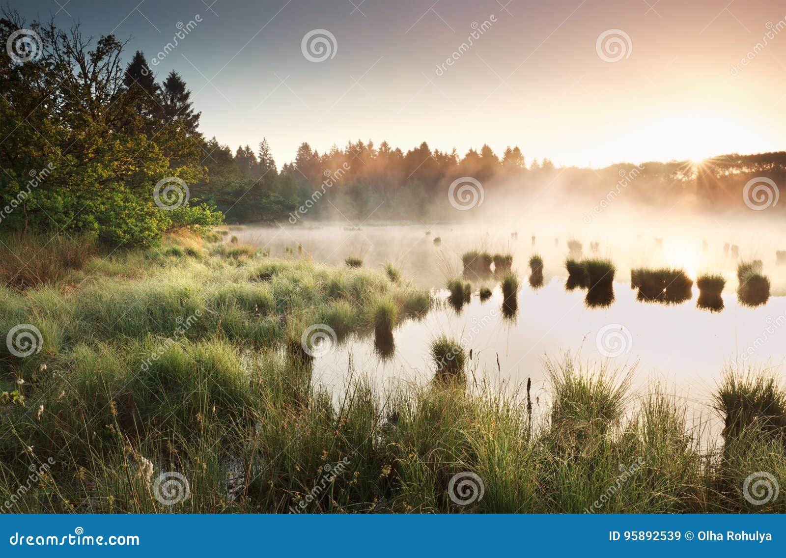 Summer Sunrise Over Wild Swamp Stock Image - Image of calm, tree: 95892539