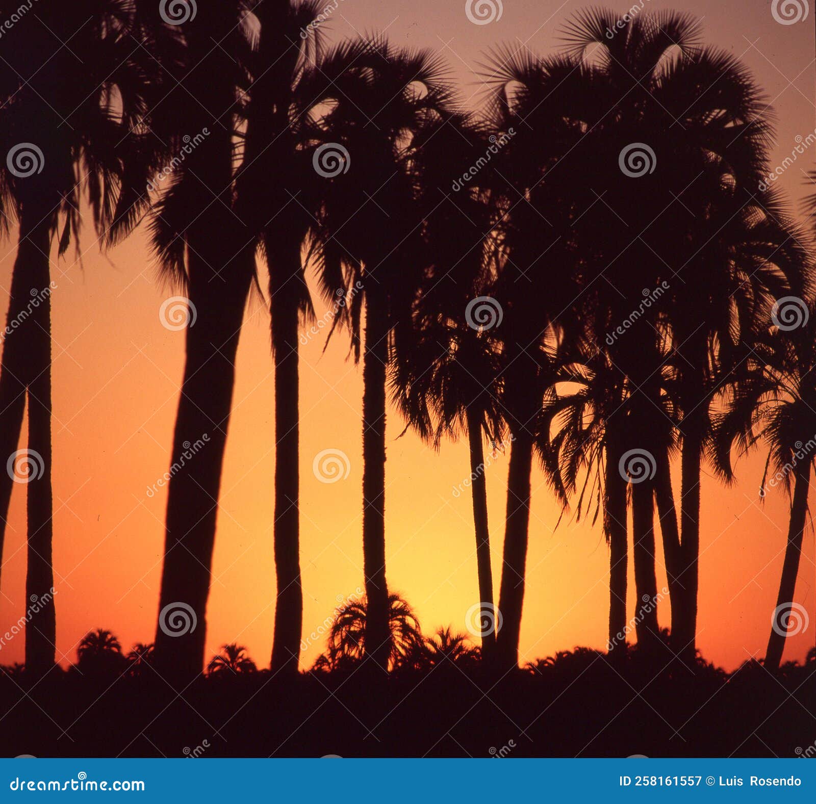 Summer Sunset Beach. Palm Tree Silhouette Stock Image - Image of beach, afterglow: 258161557