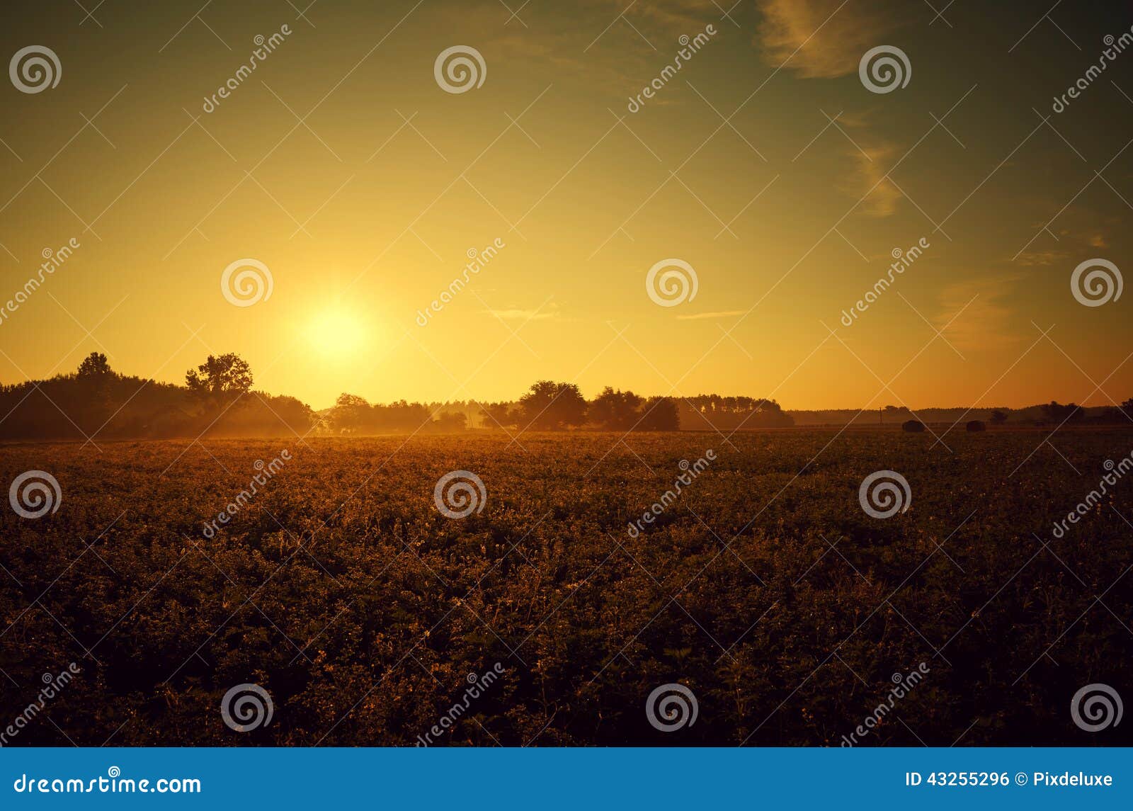 Summer sunset stock photo. Image of meadow, cultivated - 43255296