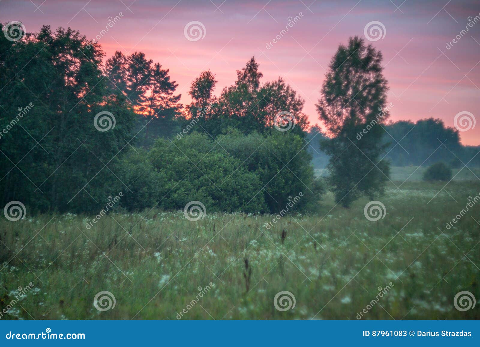 Summer sunset field forest stock image. Image of august - 87961083