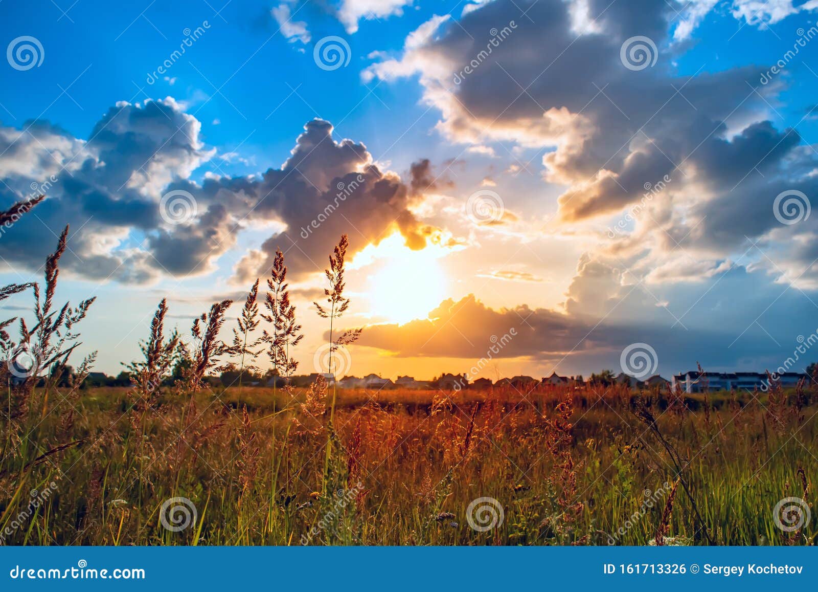 Summer Sunset in the Field. Grass in the Sunlight. Stock Photo - Image ...