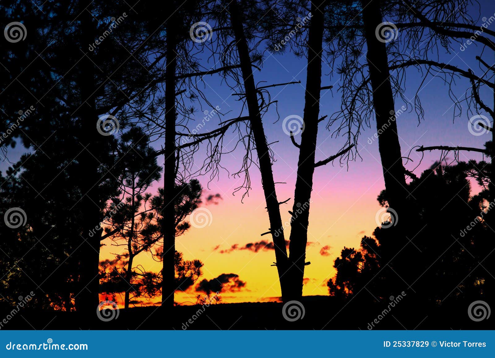 Summer Sunset in the Forest Stock Image - Image of forest, sunset: 25337829