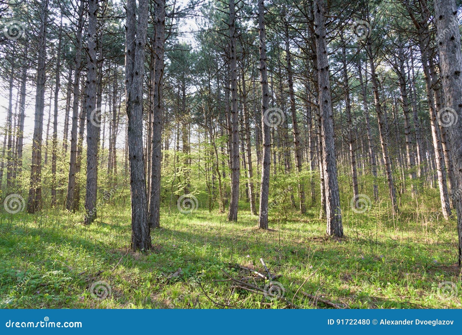 Summer Sunset in Forest stock photo. Image of branch - 91722480