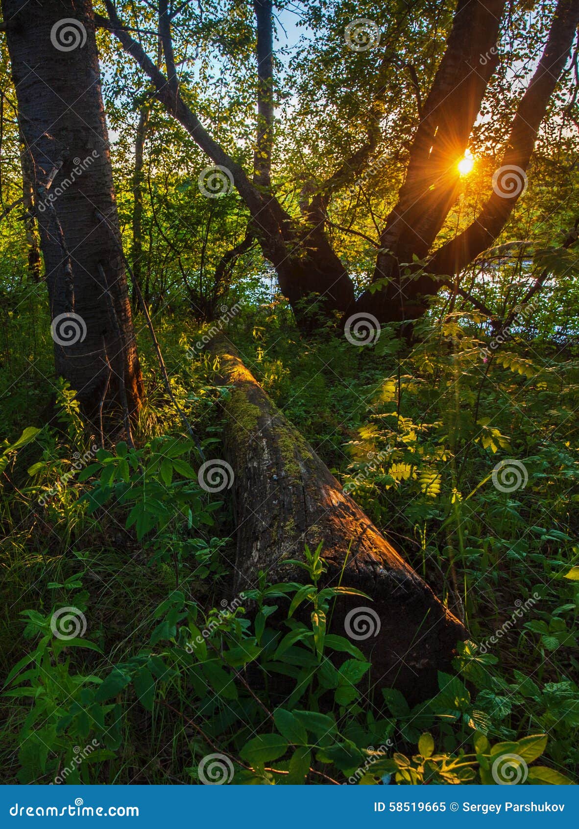 Summer Sunset in the Forest Stock Image - Image of meadow, grass: 58519665