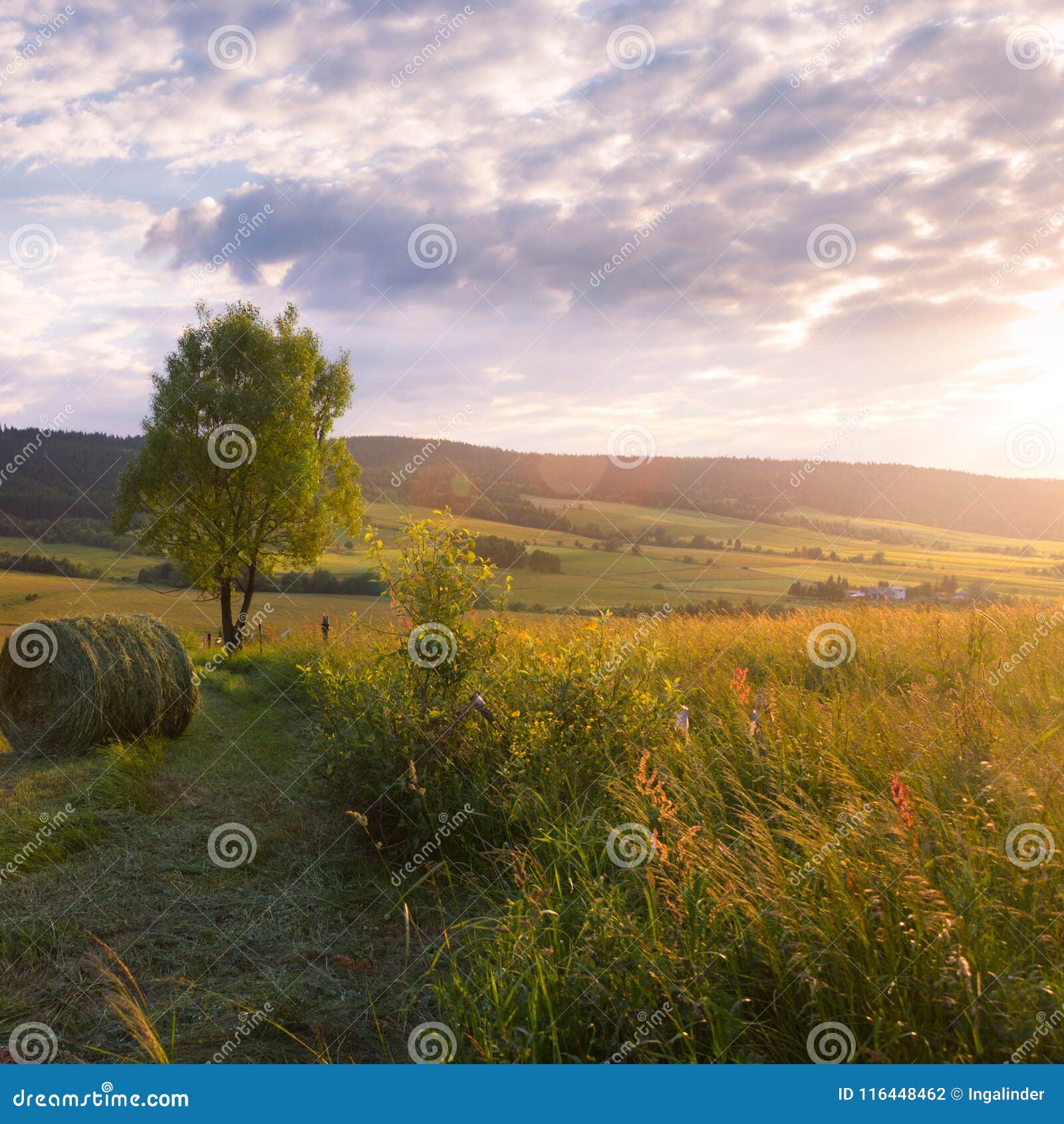 Summer Sunset Meadow with Tree Stock Photo - Image of landscape ...