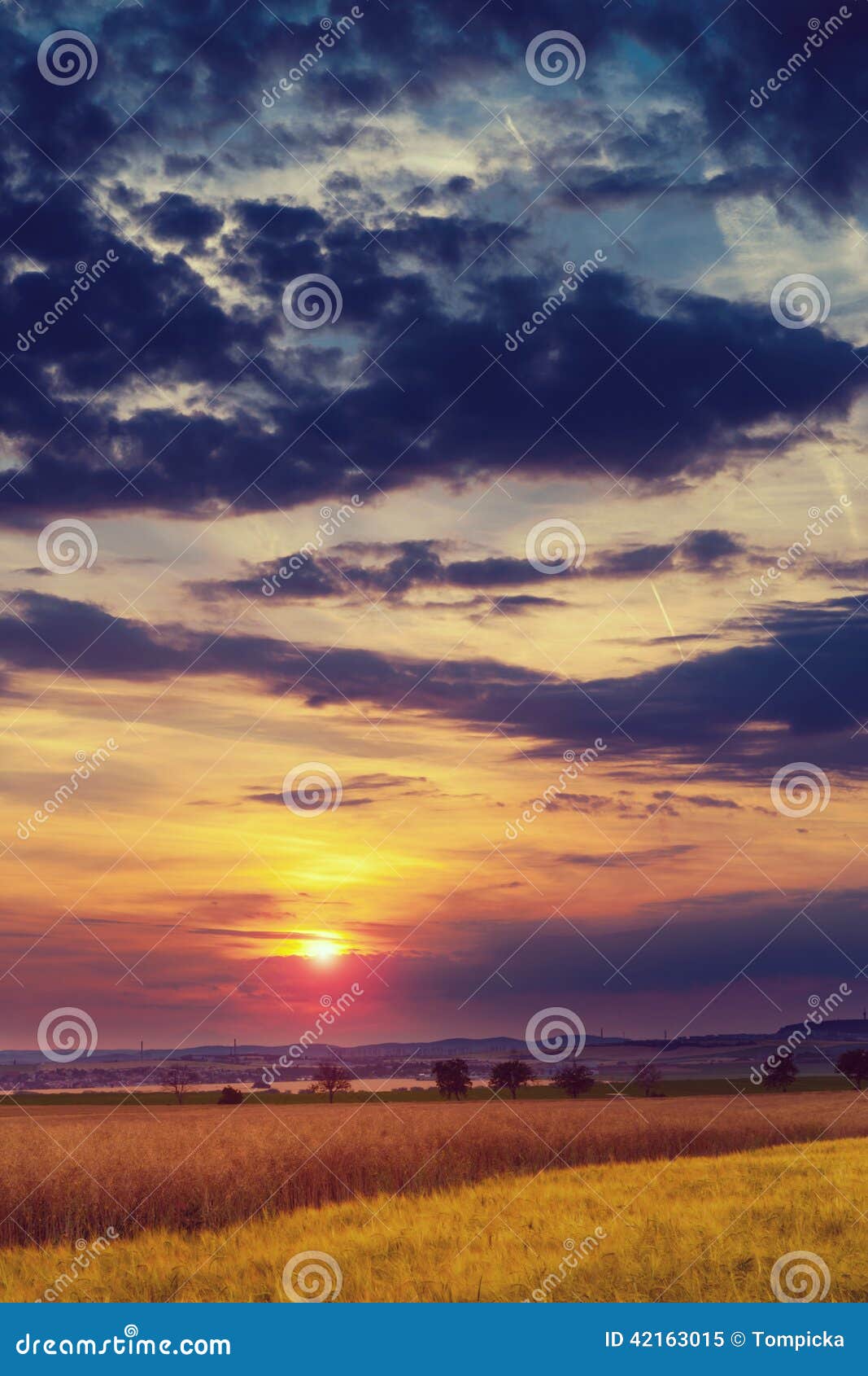 Summer sunset over a field stock image. Image of plant - 42163015