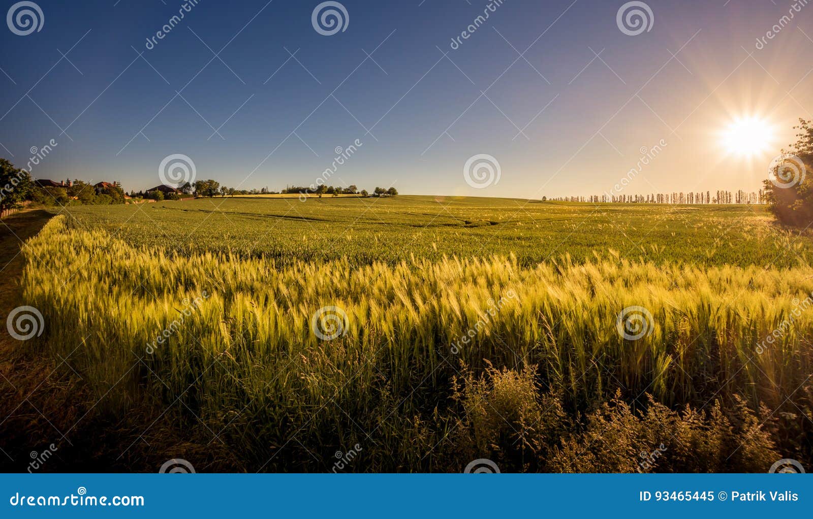 Summer Sunset Over the Field of Grain. Stock Image - Image of grain ...