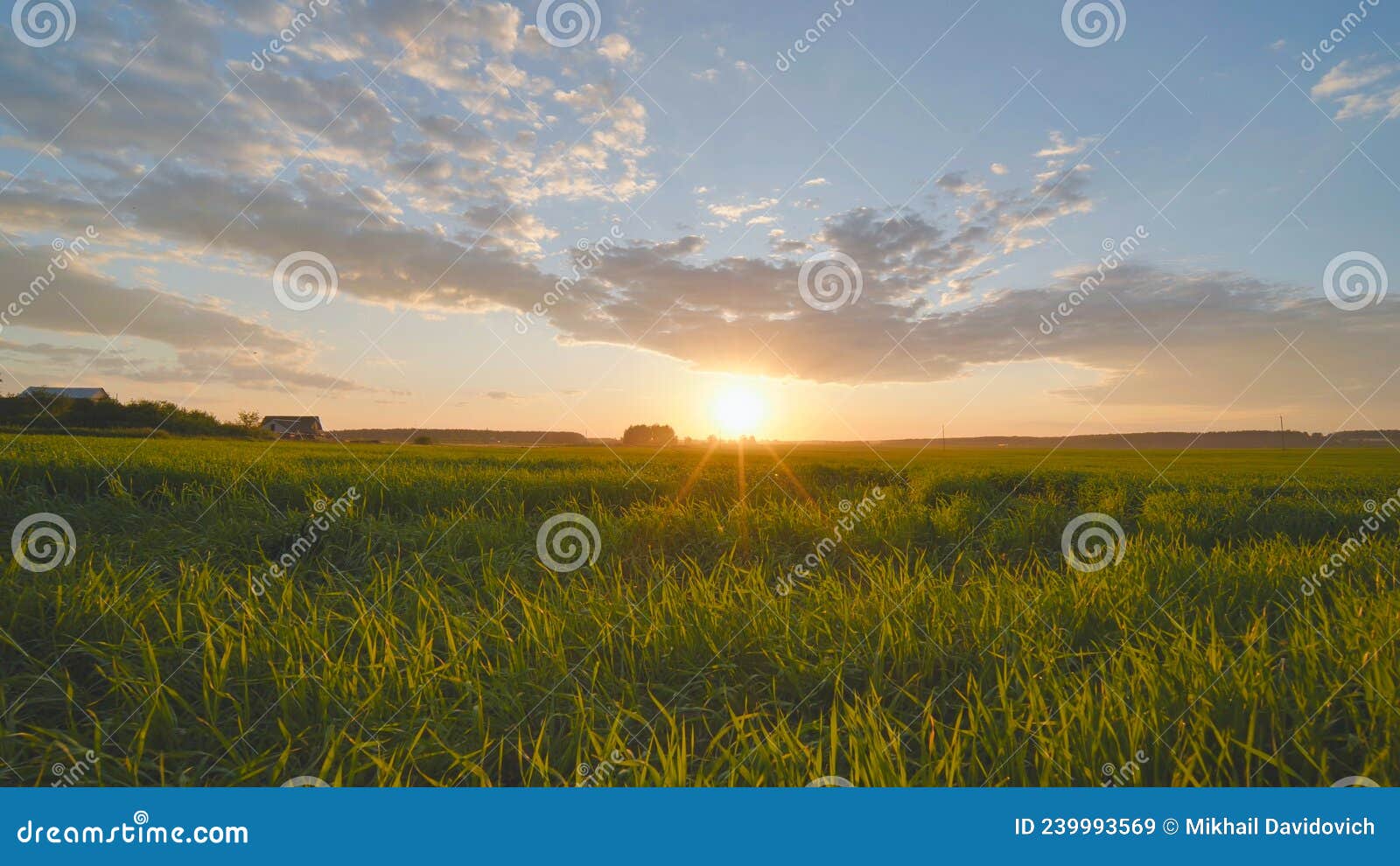 Summer Sunset Over a Field of Young Wheat. Stock Image - Image of ...