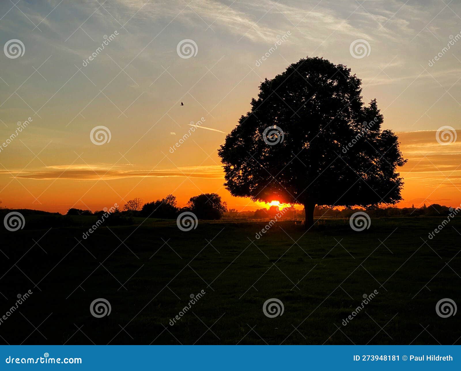 Summer Sunset with Single Tree Stock Image - Image of sundown, meadow ...