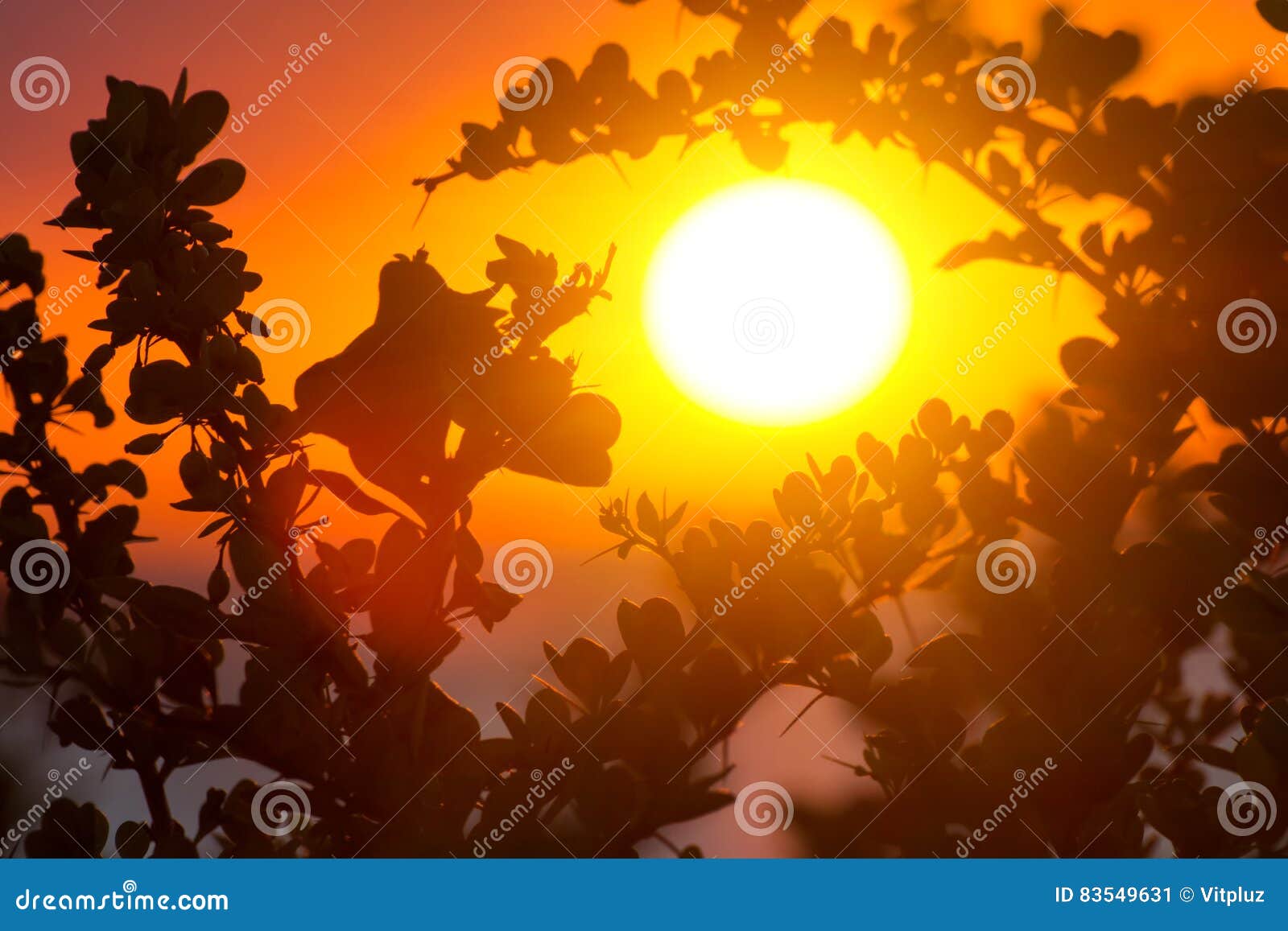 Summer Sunset with Tree Branch in Shape Stock Image - Image of looking ...