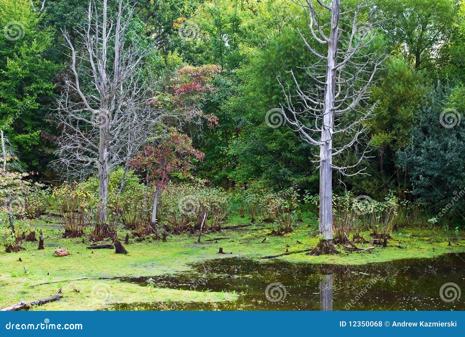 Summer Swamp stock photo. Image of nature, water, pond - 12350068