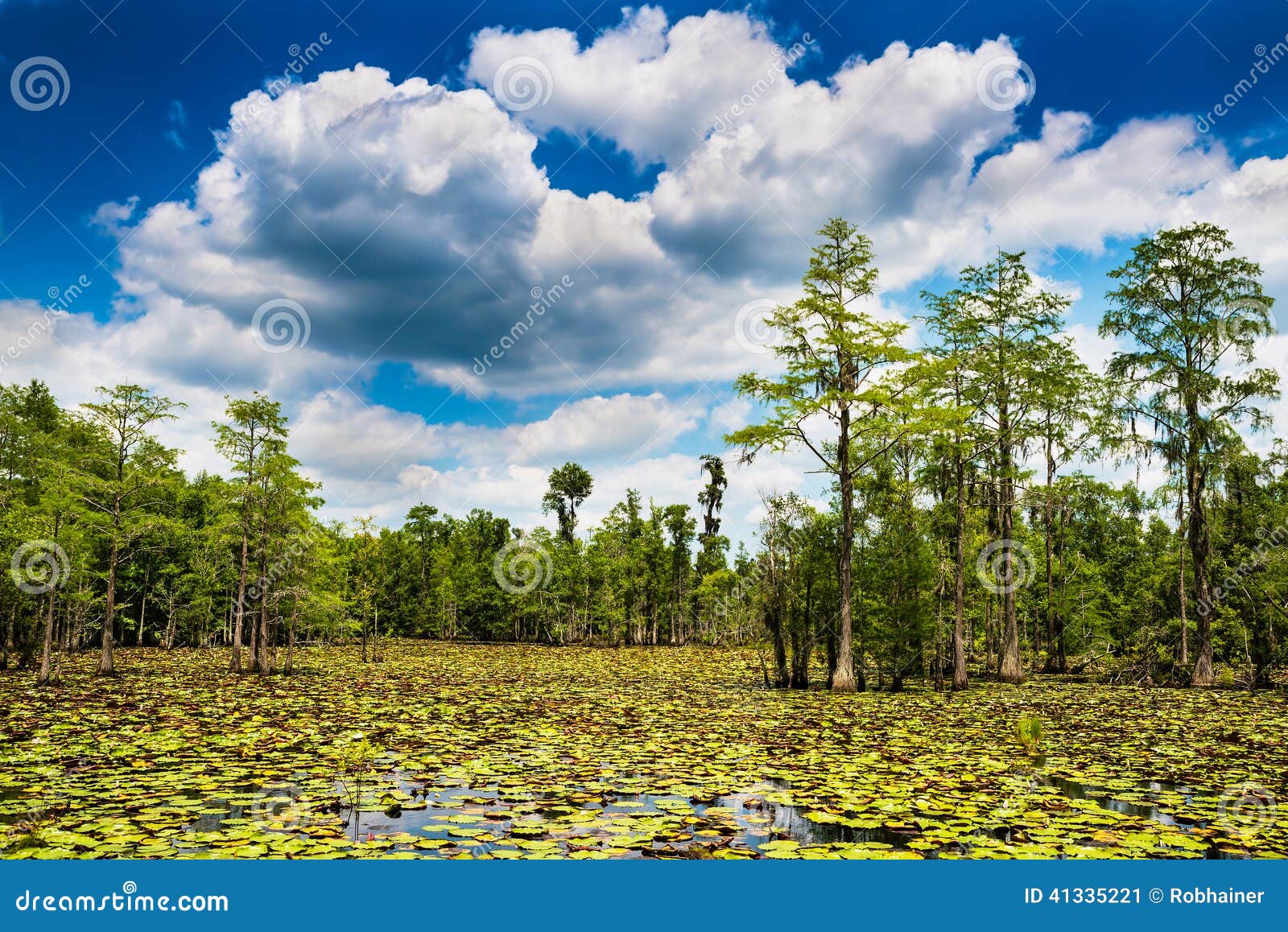 Summer swamp scene stock image. Image of pads, adventure - 41335221
