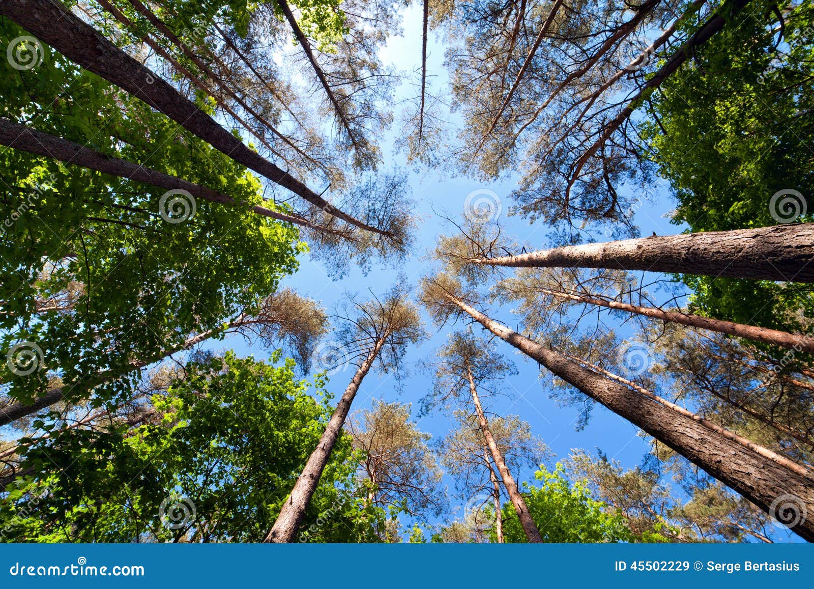 Summer Tall Trees In Mixed Forest Stock Photo - Image: 45502229