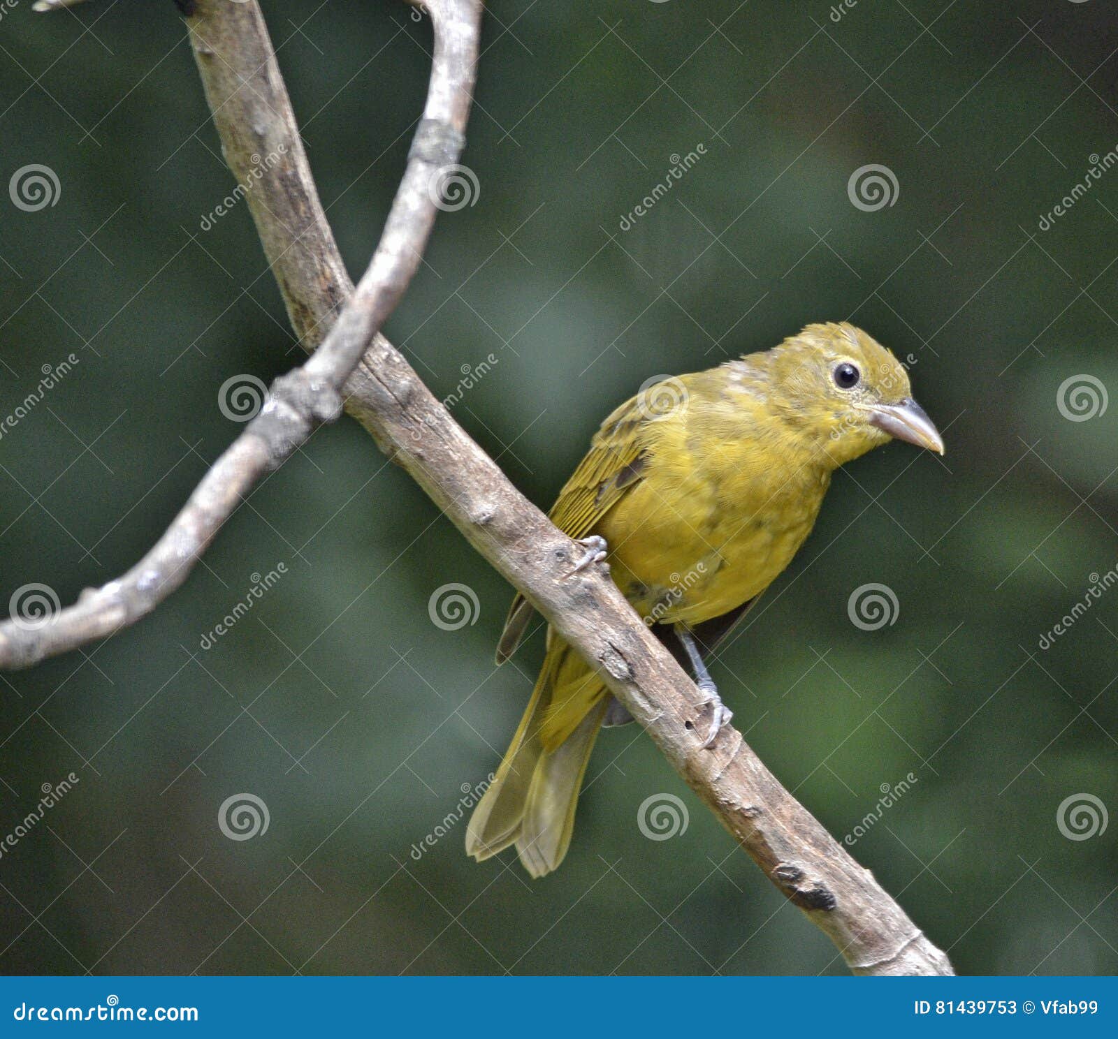Summer Tanager stock image. Image of tree, female, colorful - 81439753