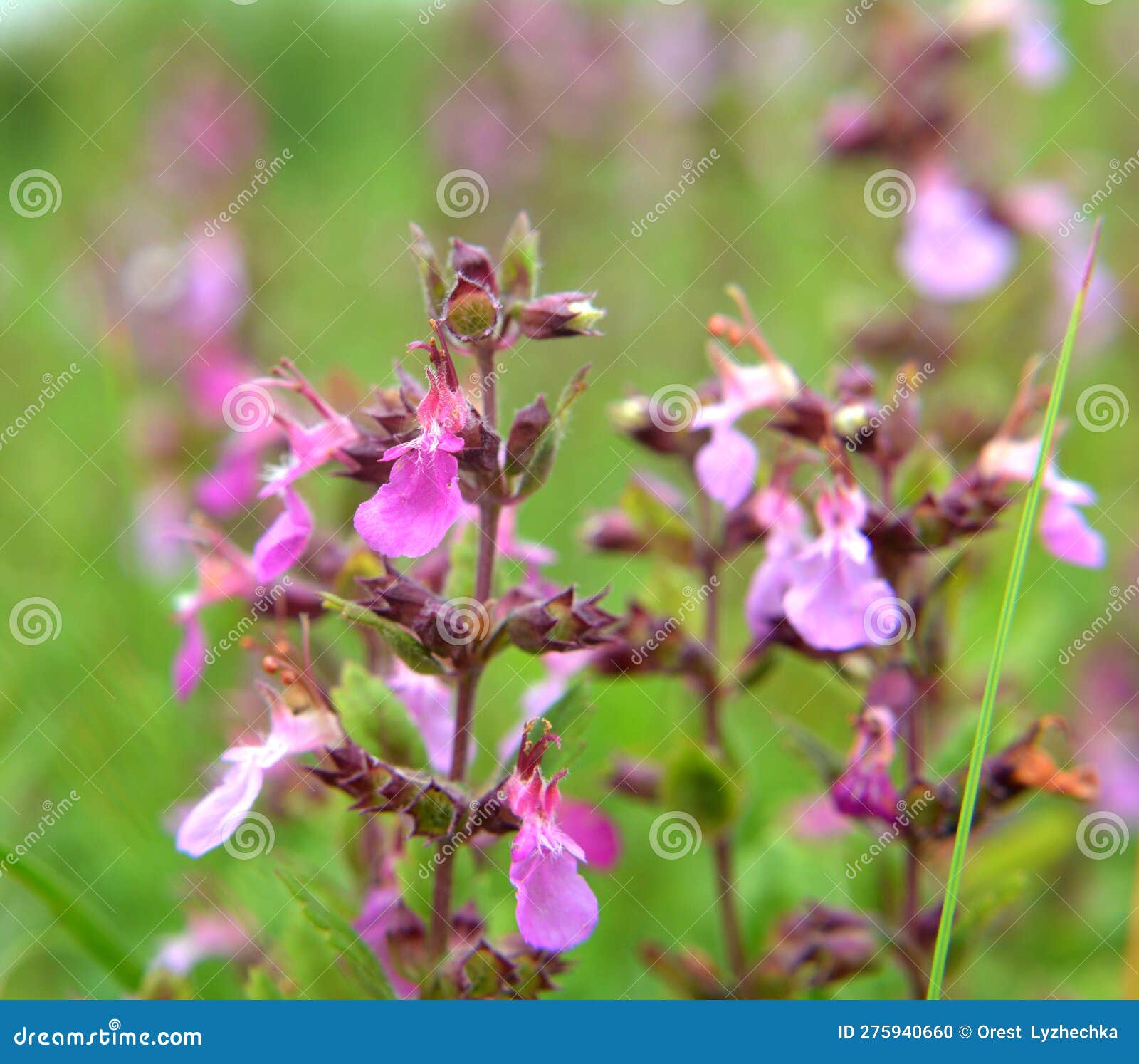 Teucrium Chamaedrys Grows in Nature in Summer Stock Photo - Image of ...