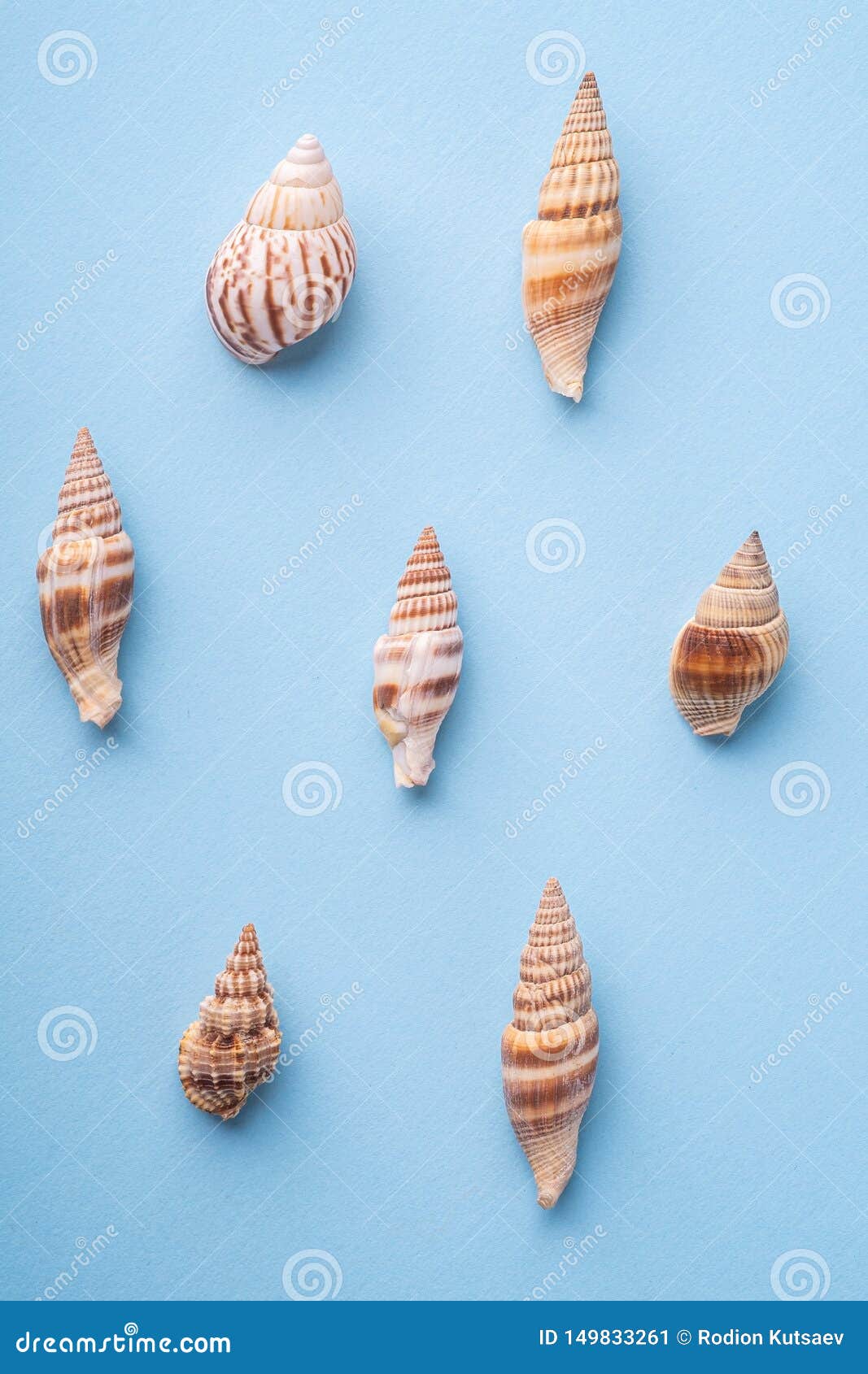 Summer Texture Pattern Copy Space Spiral Seashell Top View Blue ...