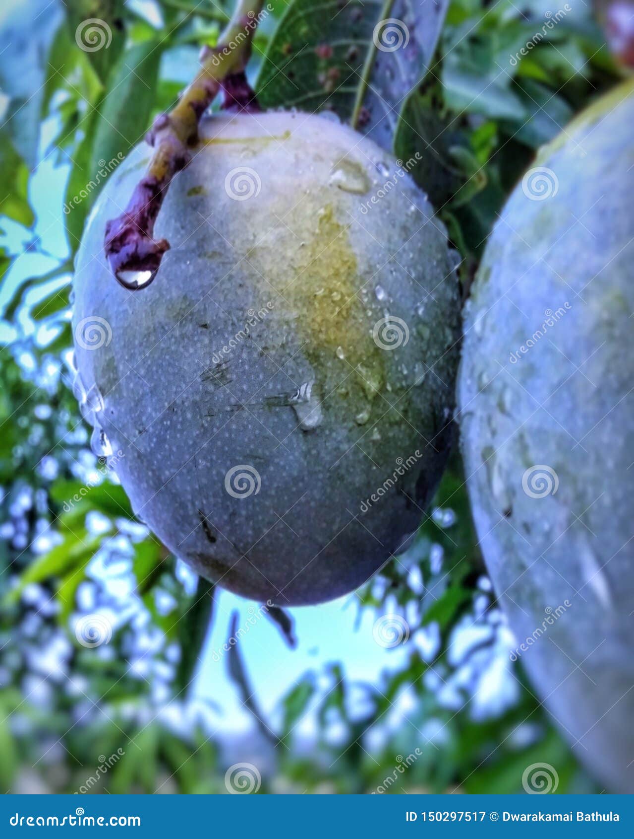 Summer Thirst Filling Mango Stock Image - Image of tree, filling: 150297517