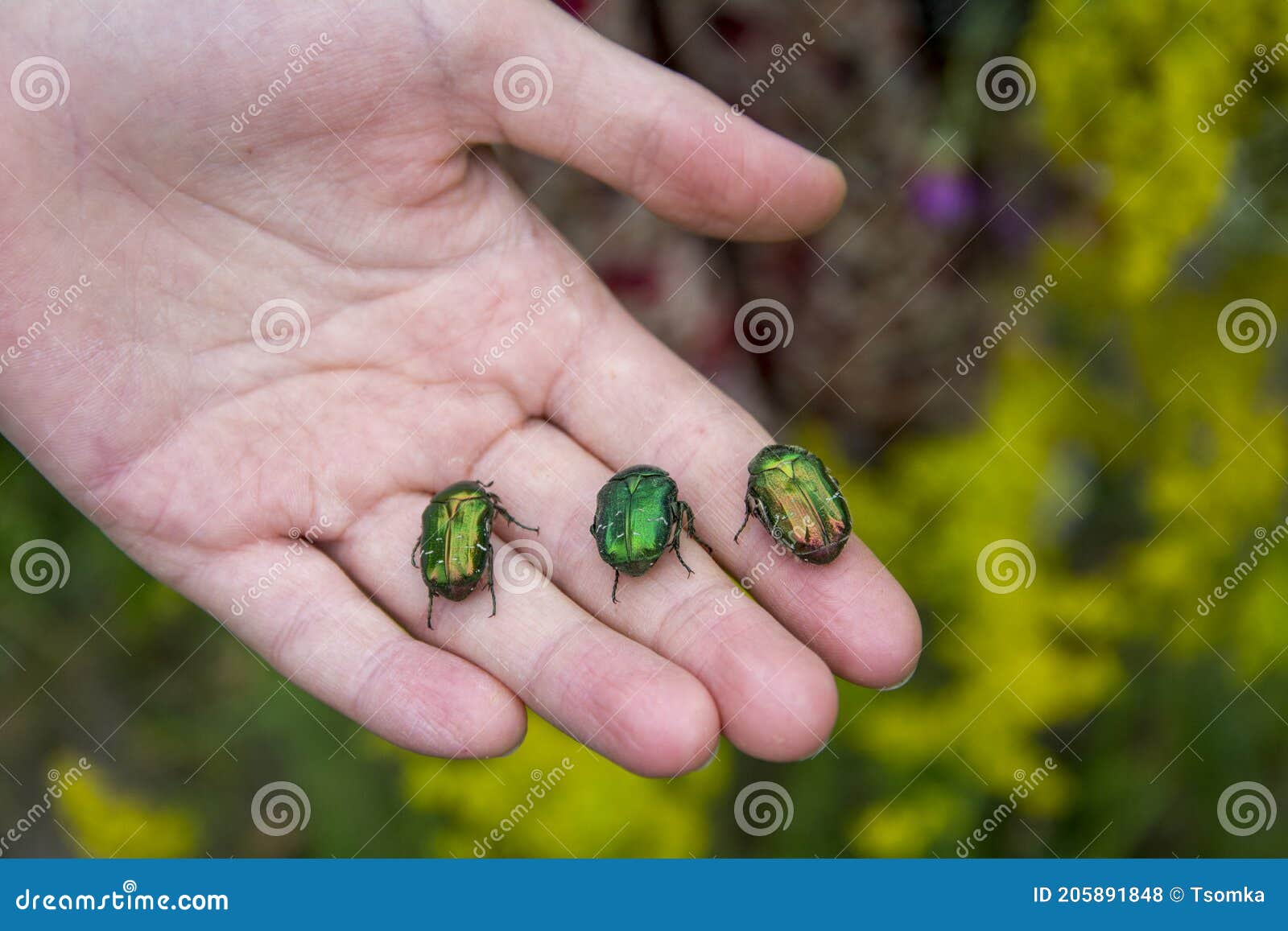 In the Summer Three Bronze Beetles are on Hand Stock Photo - Image of ...