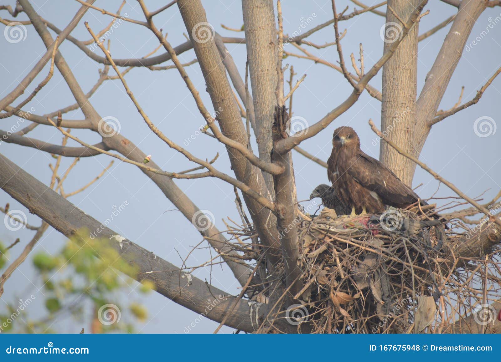 Indian native Hawk bird stock photo. Image of beautiful - 167675948