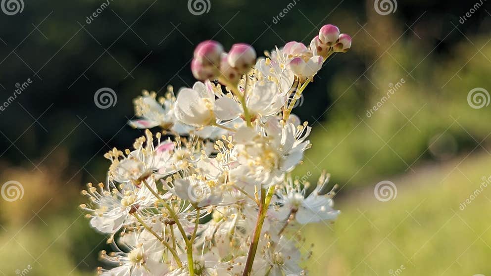 Summer time flower stock photo. Image of nature, wildflower - 249942016