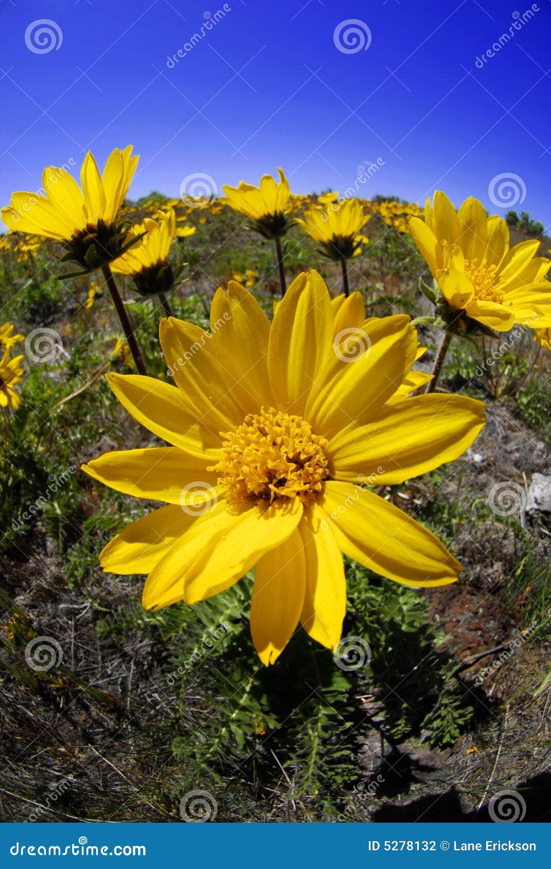 Summer Time Flowers stock photo. Image of bright, flower - 5278132