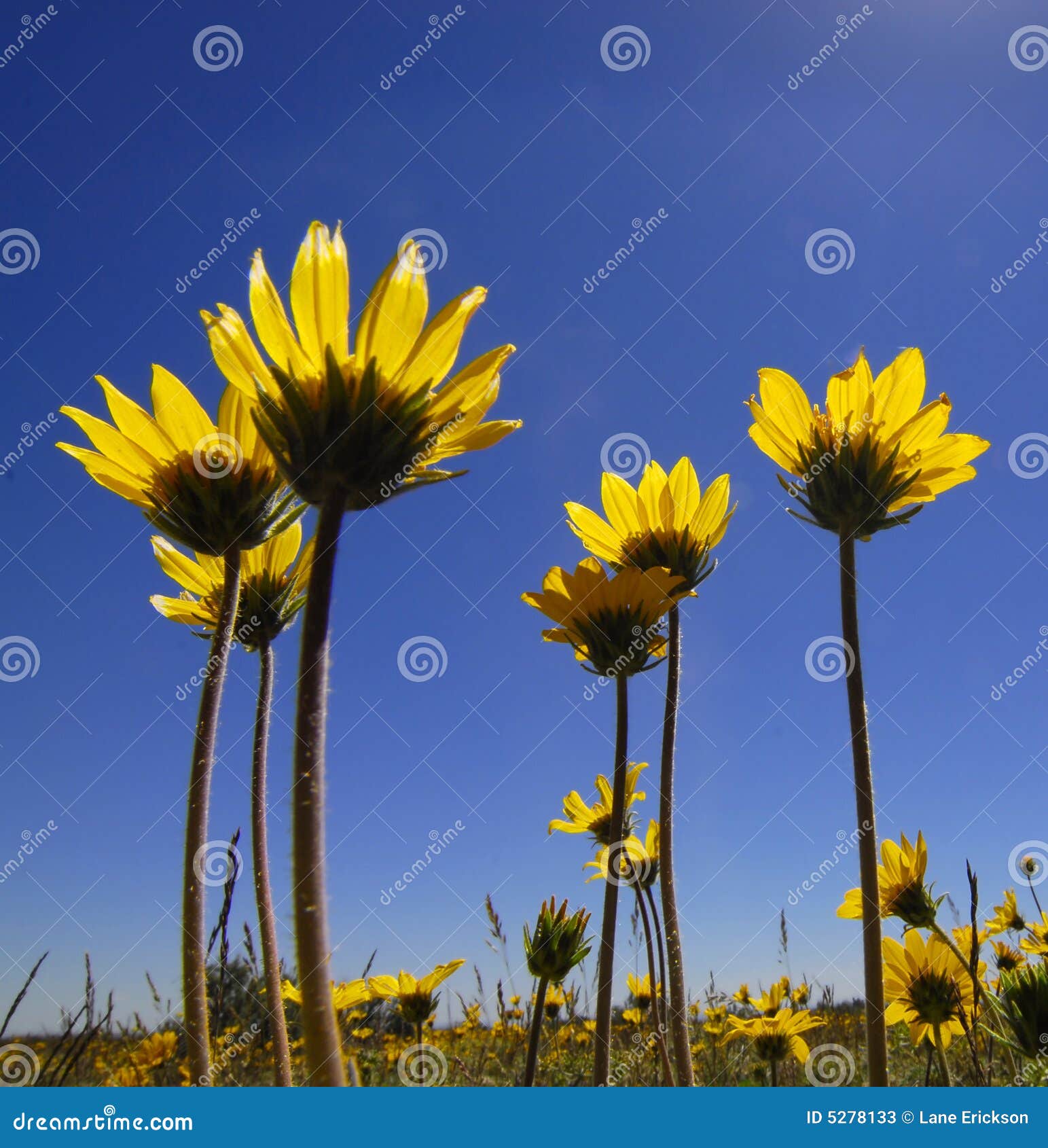 Summer Time Flowers stock image. Image of golden, yellow - 5278133