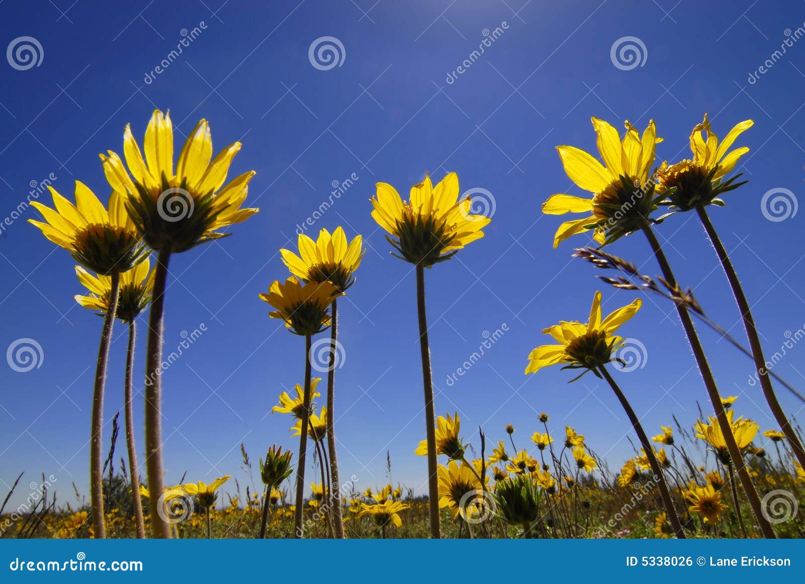 Summer Time Flowers stock photo. Image of dramatic, spring - 5338026