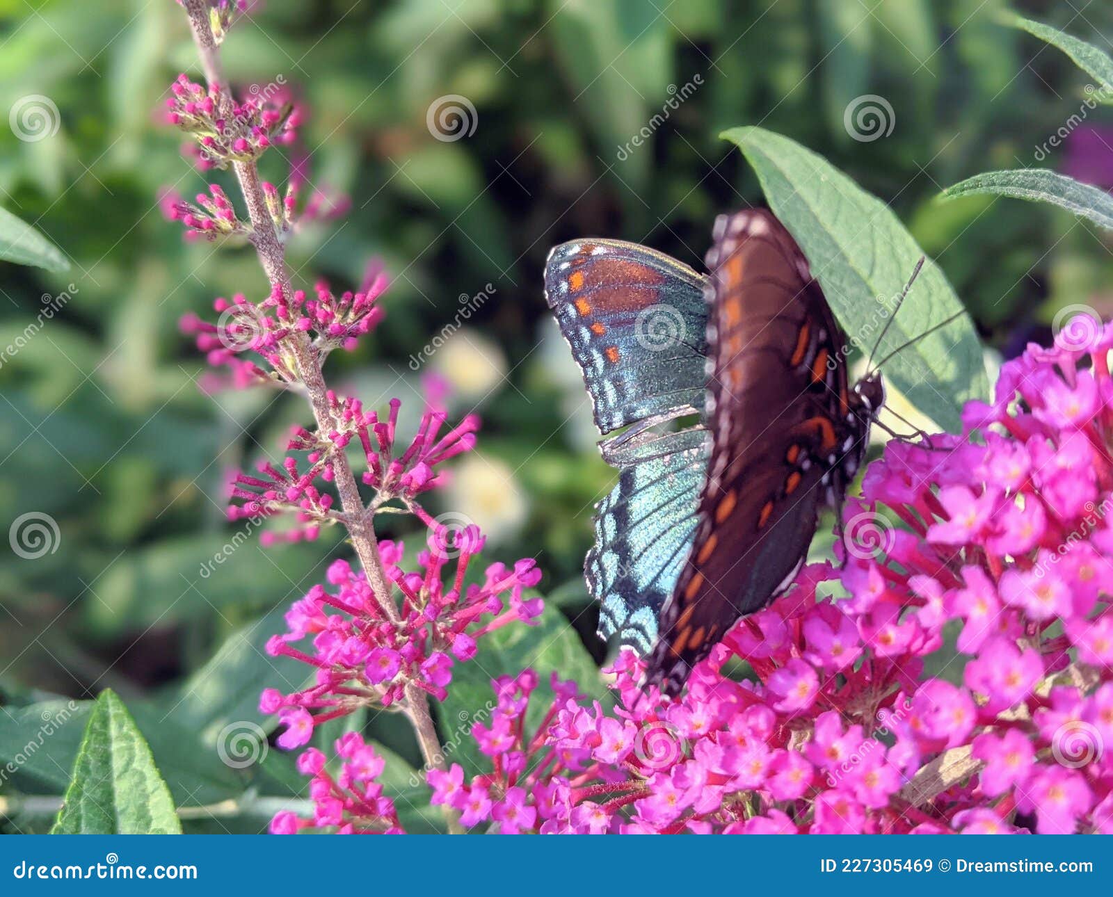 Summer Time in Morton Arboretum Stock Image - Image of invertebrate ...