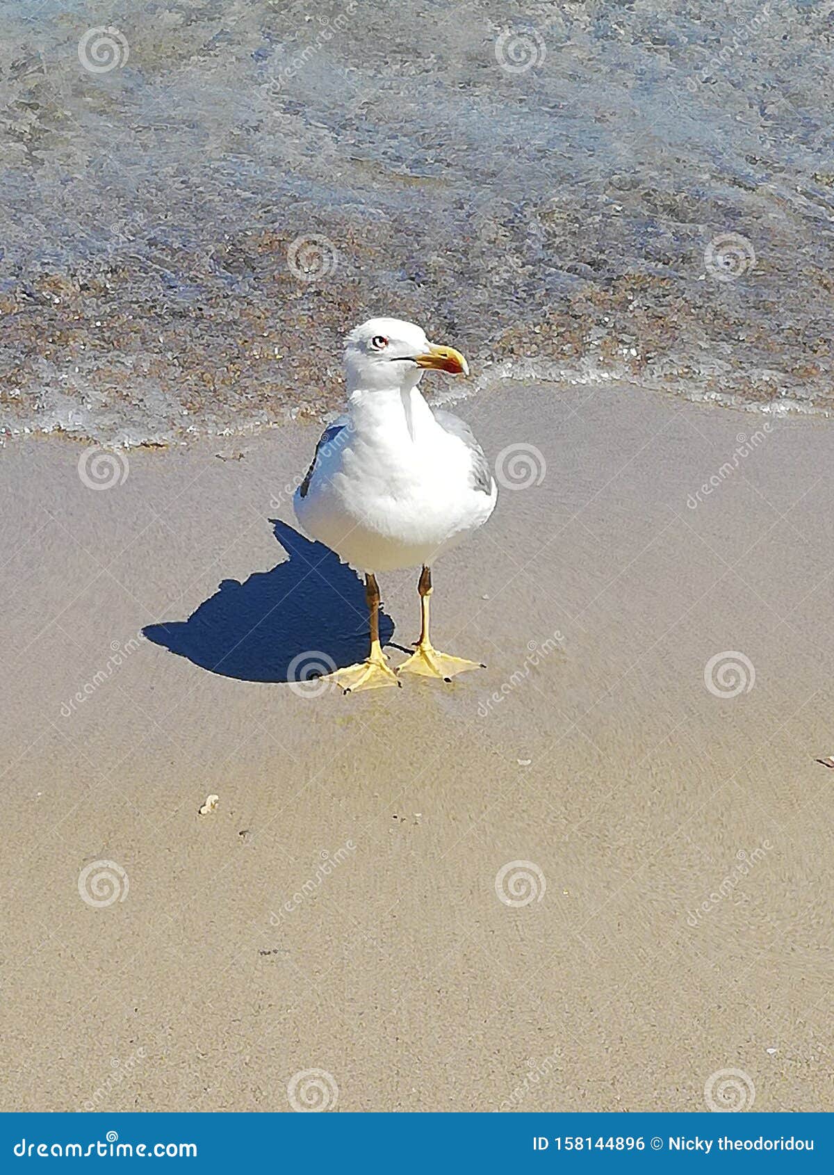 Seagull Pose Wings Spread Stock Photo | CartoonDealer.com #149930694