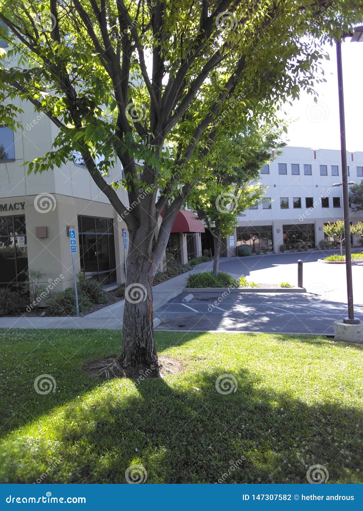 Summer Time Tree and Shade in Grass Stock Photo - Image of shade, trre ...