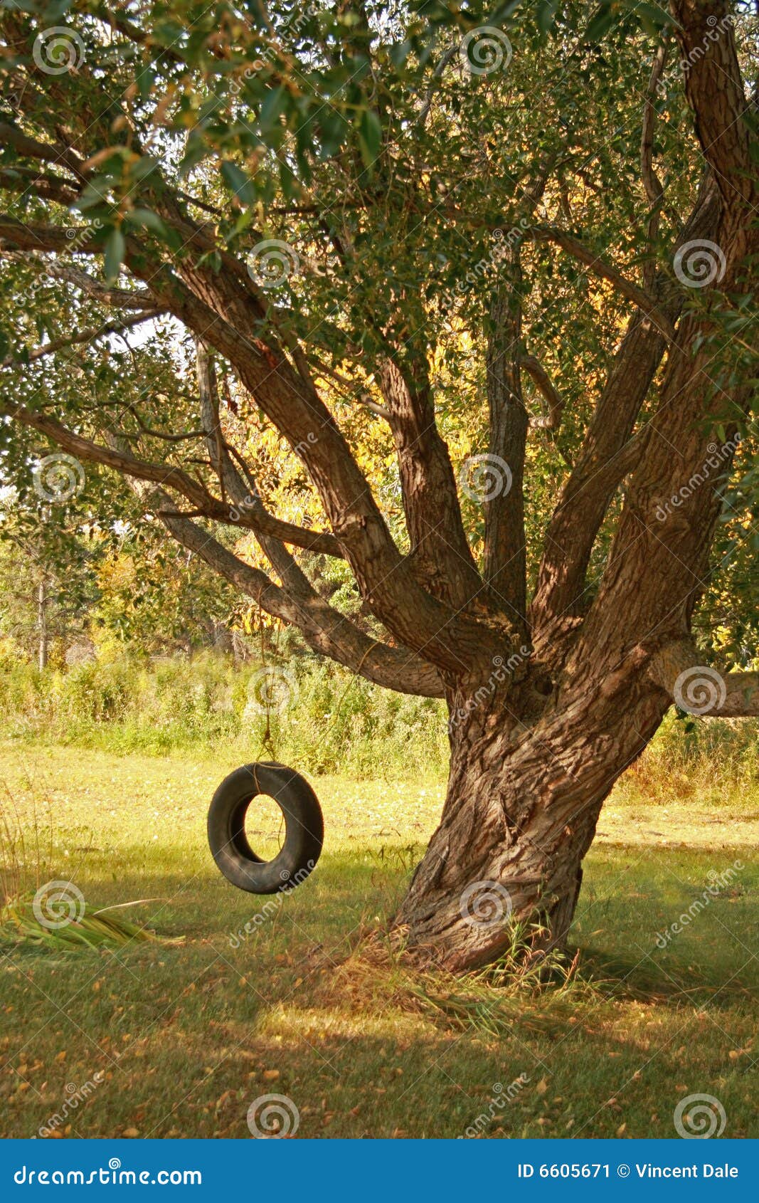Tire Swing Hanging From A Tree In A Summer Garden. Concept Photo Of ...