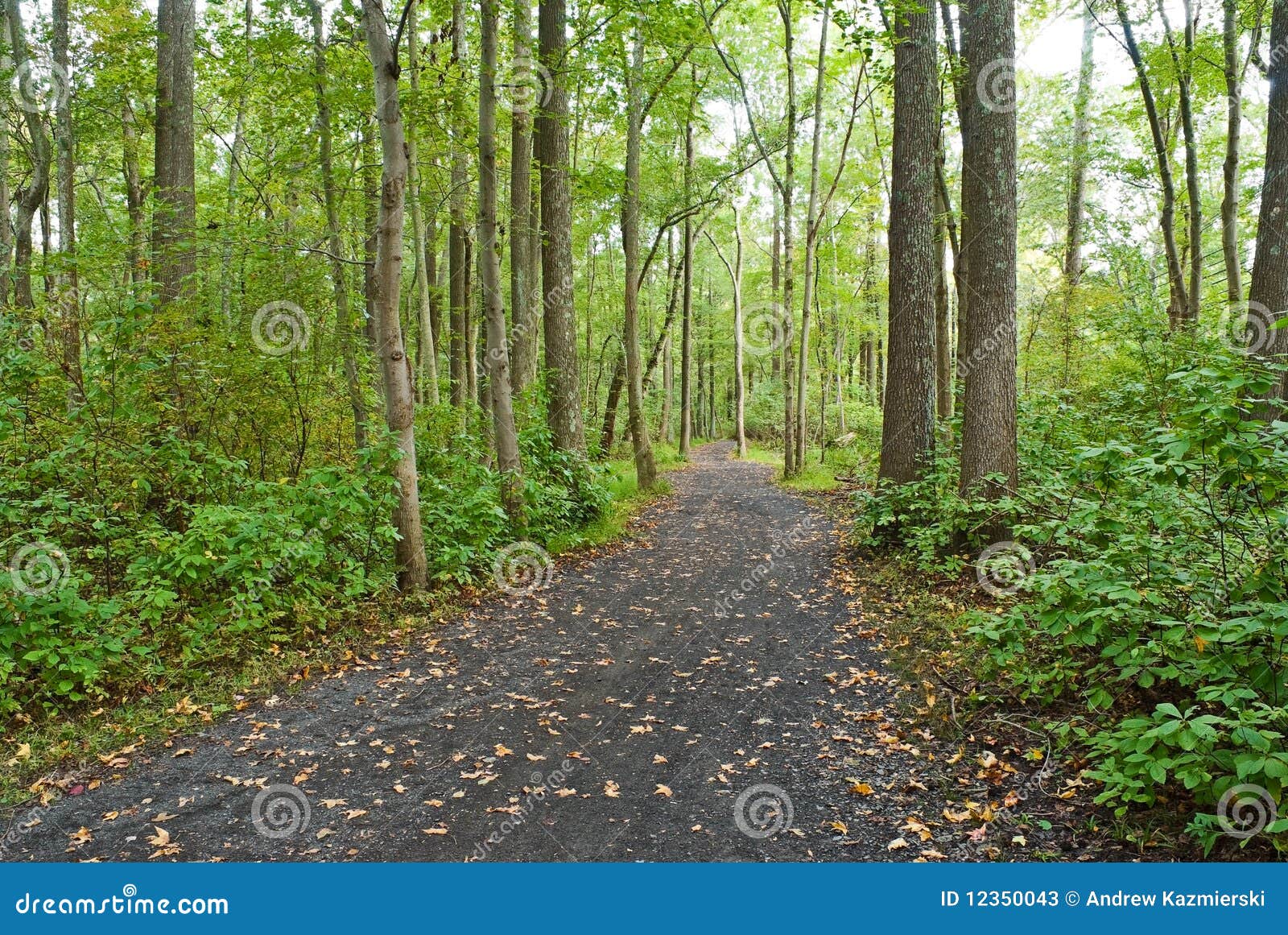 Summer Trail stock image. Image of nature, foliage, outdoors - 12350043