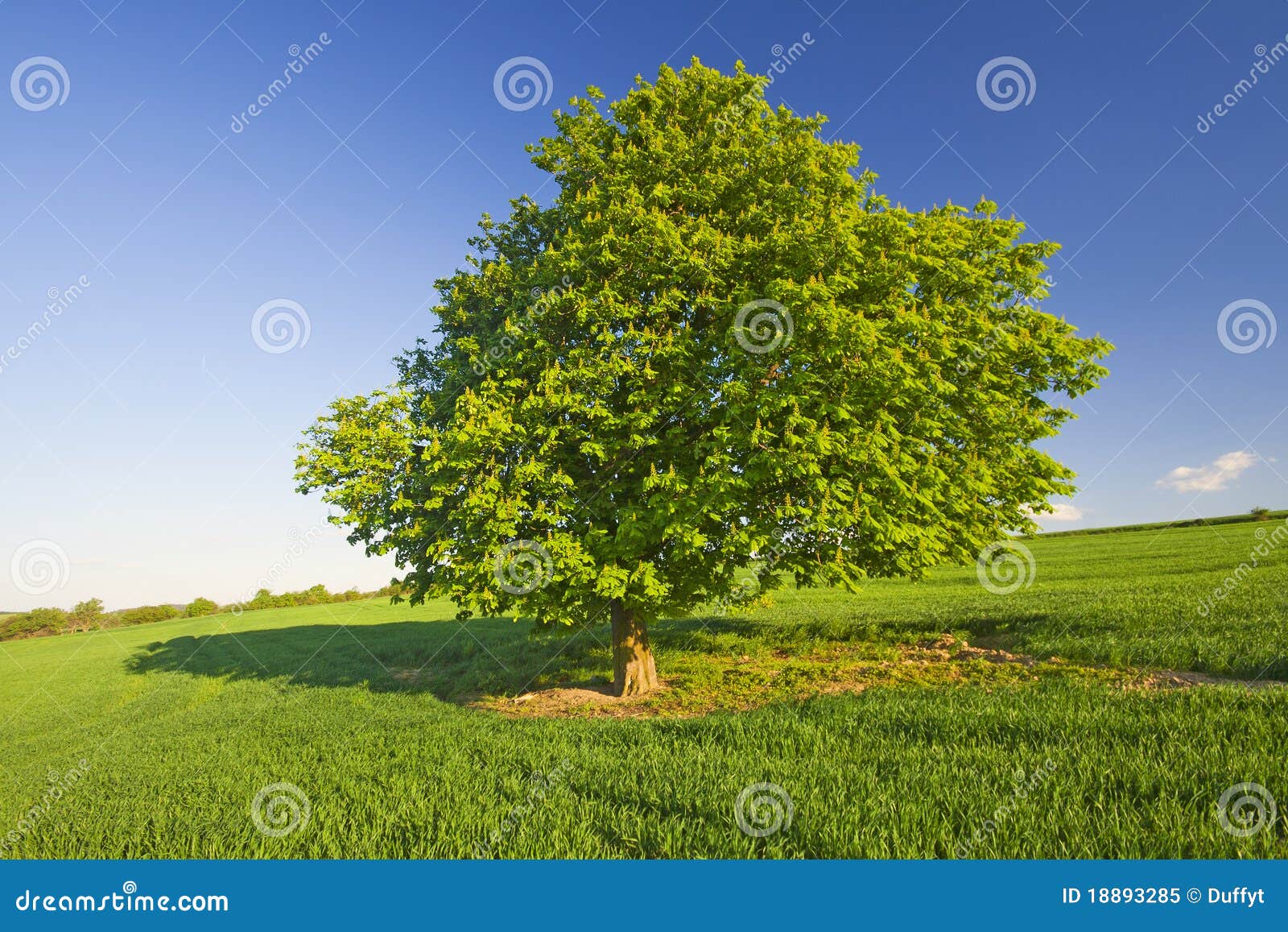Summer Tree stock image. Image of farming, power, pure - 18893285