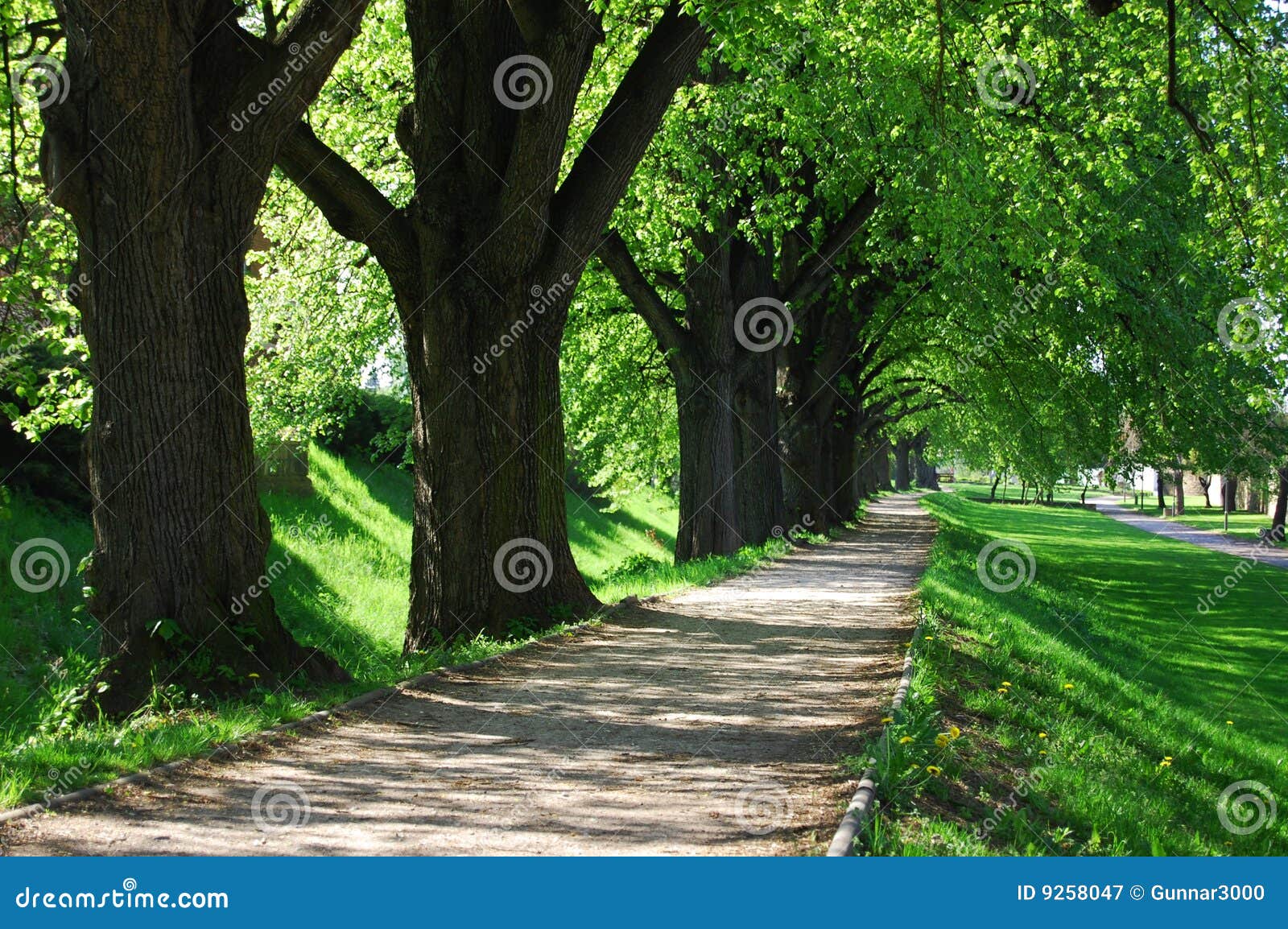 Summer tree alley stock image. Image of park, environment - 9258047