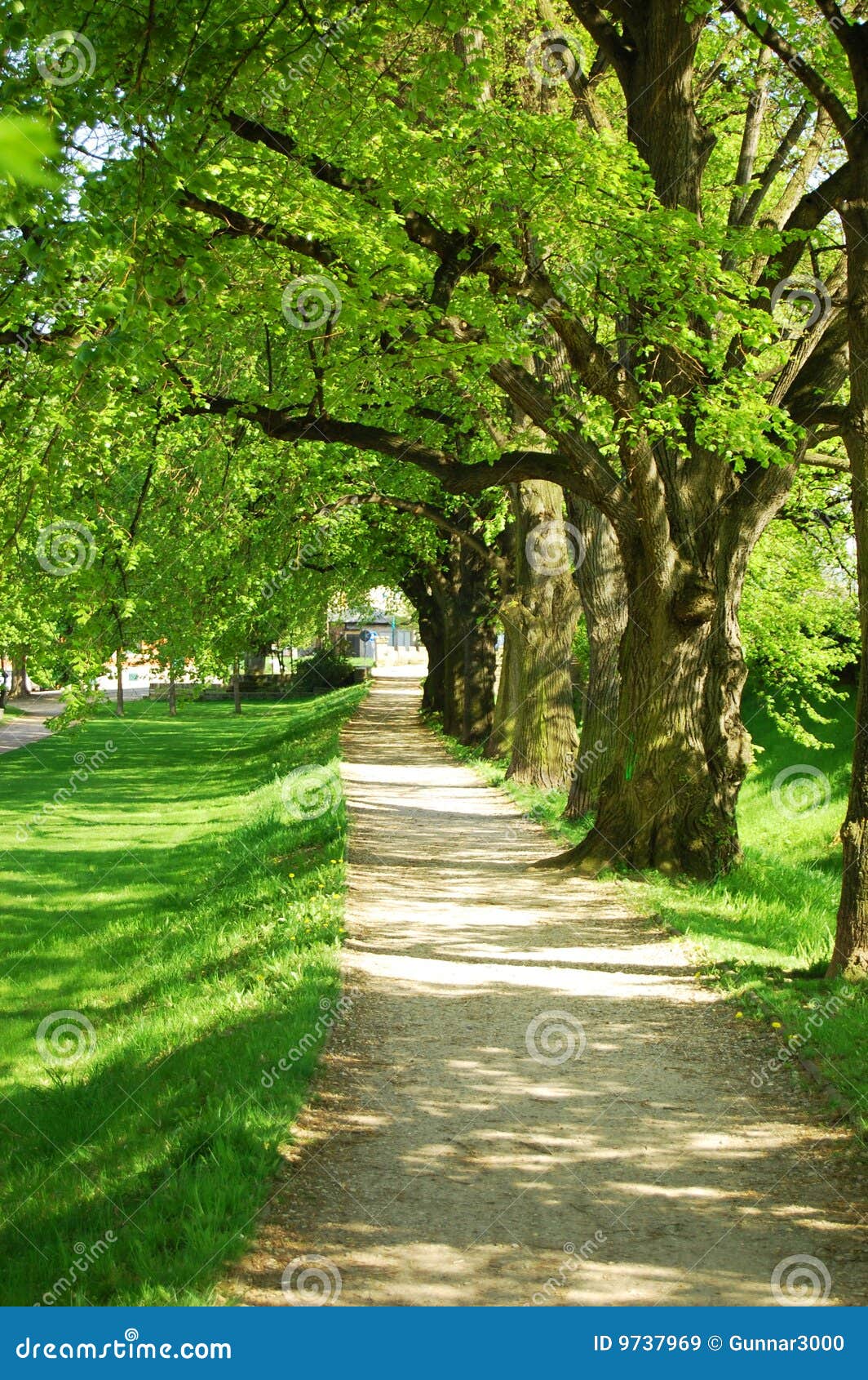 Summer tree alley stock image. Image of leaf, nature, spring - 9737969