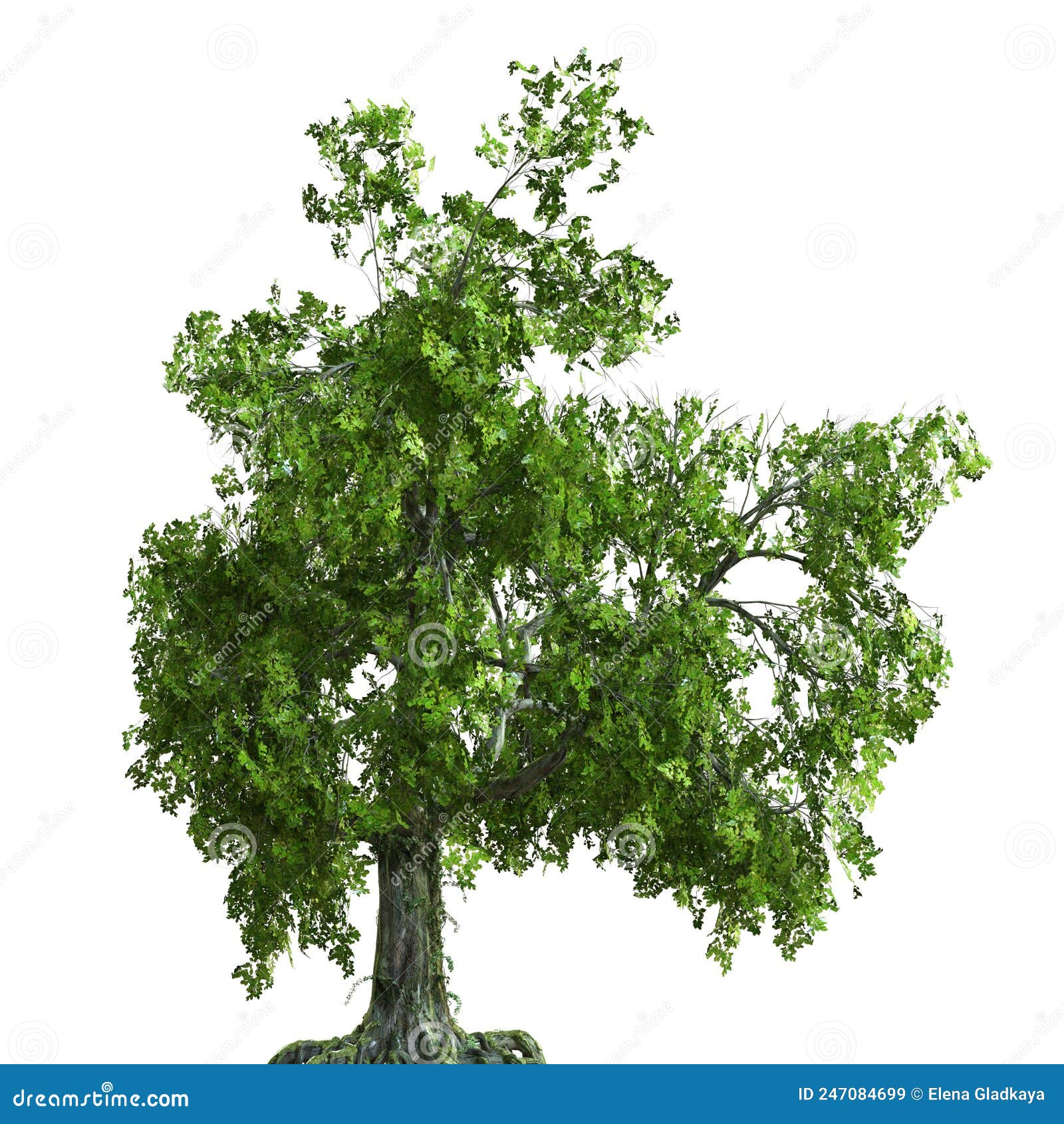 Summer Tree 3d Illustration Isolated on White Background Stock ...