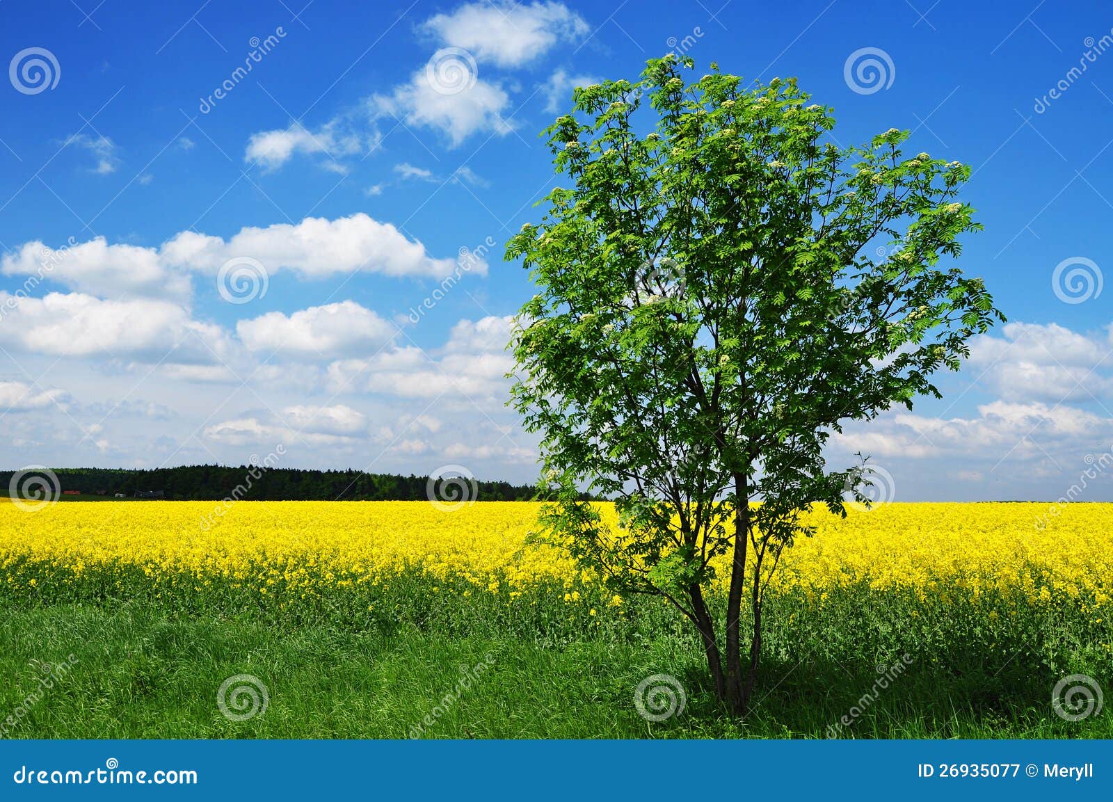 Summer tree field stock image. Image of clouds, scenery - 26935077