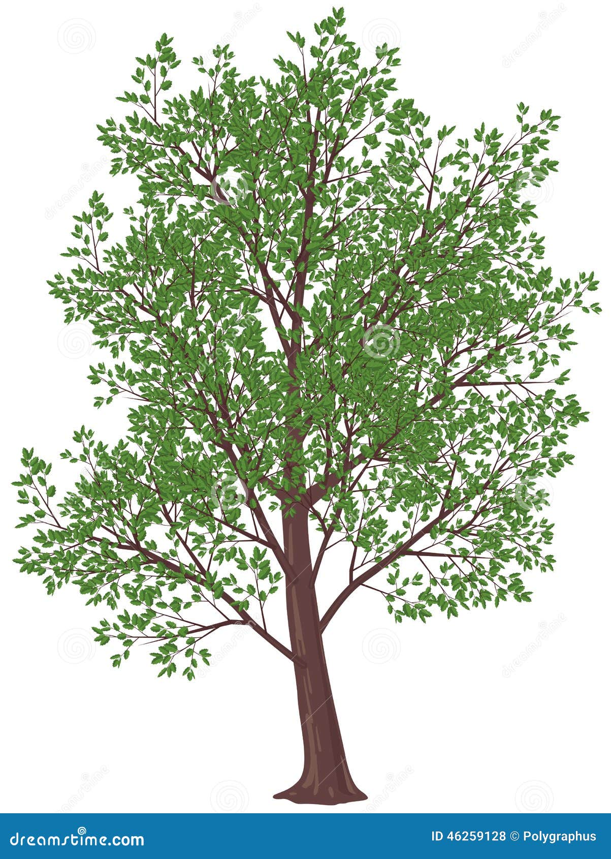 Summer tree stock vector. Illustration of plant, intricacy - 46259128